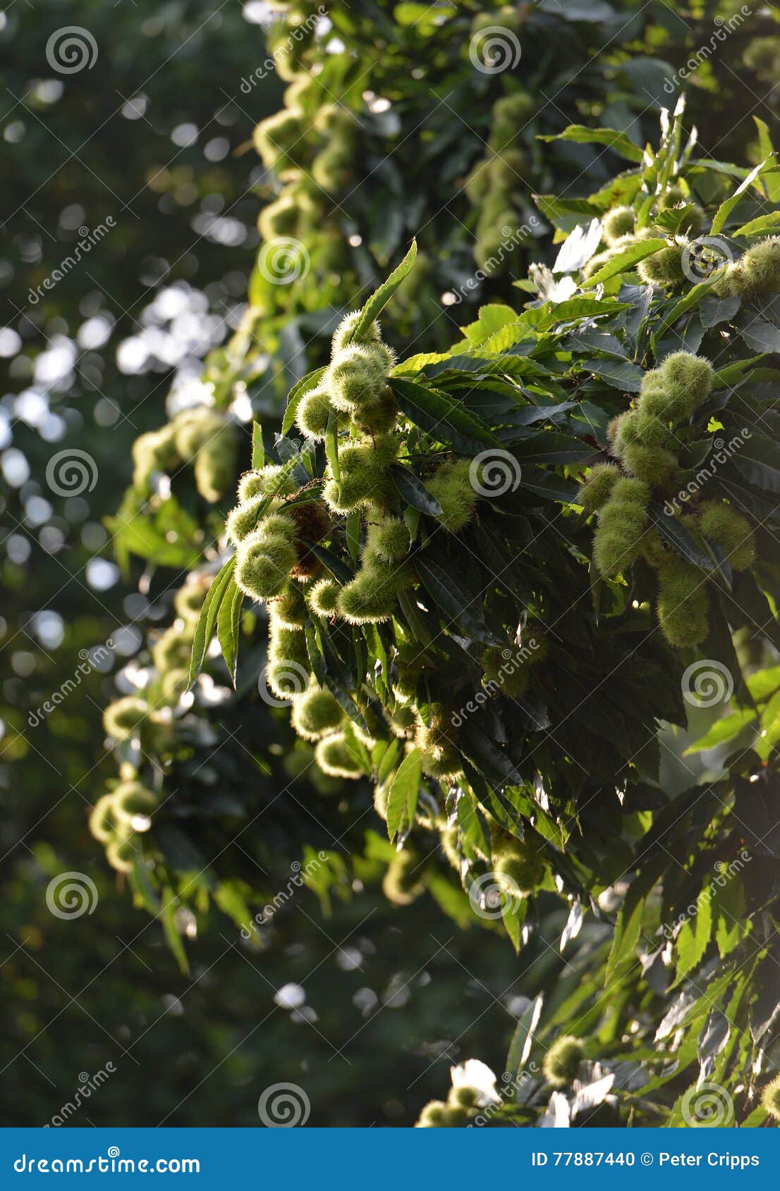 Chestnuts stock photo. Image of wild, christmas, tree - 77887440