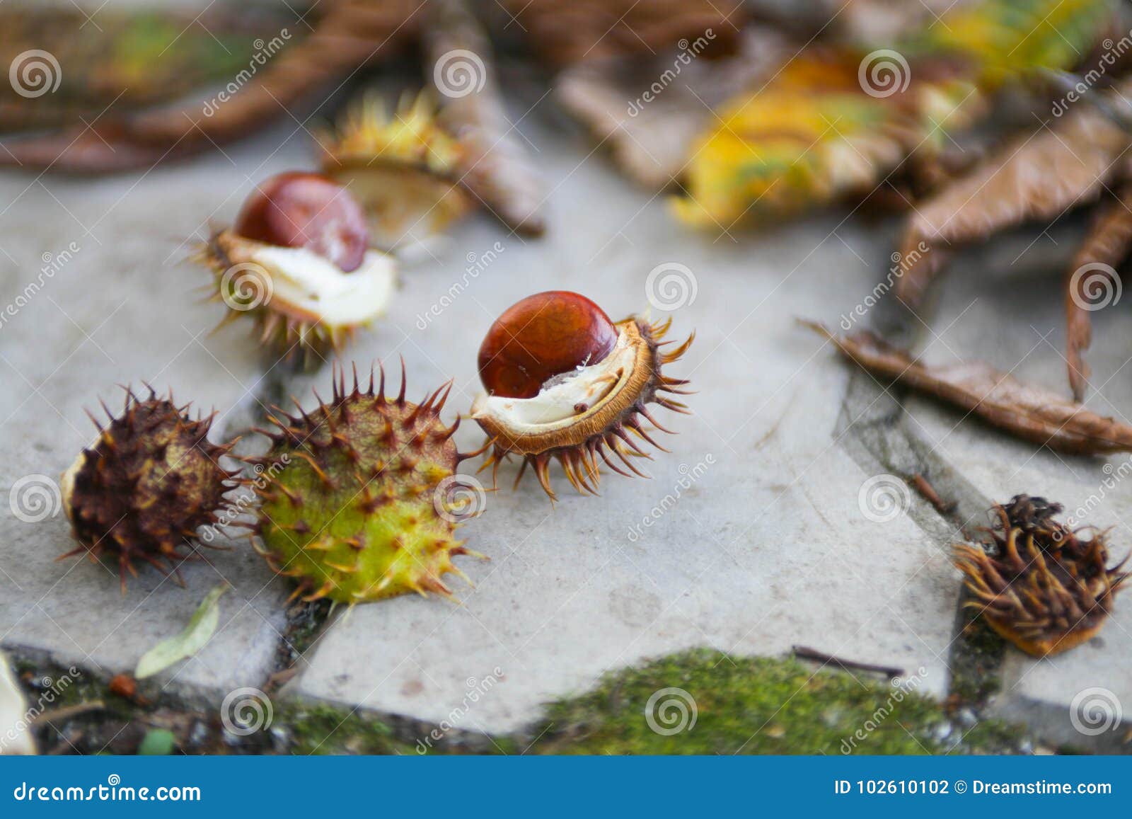 Chestnuts stock photo. Image of woods, leaves, nature - 102610102