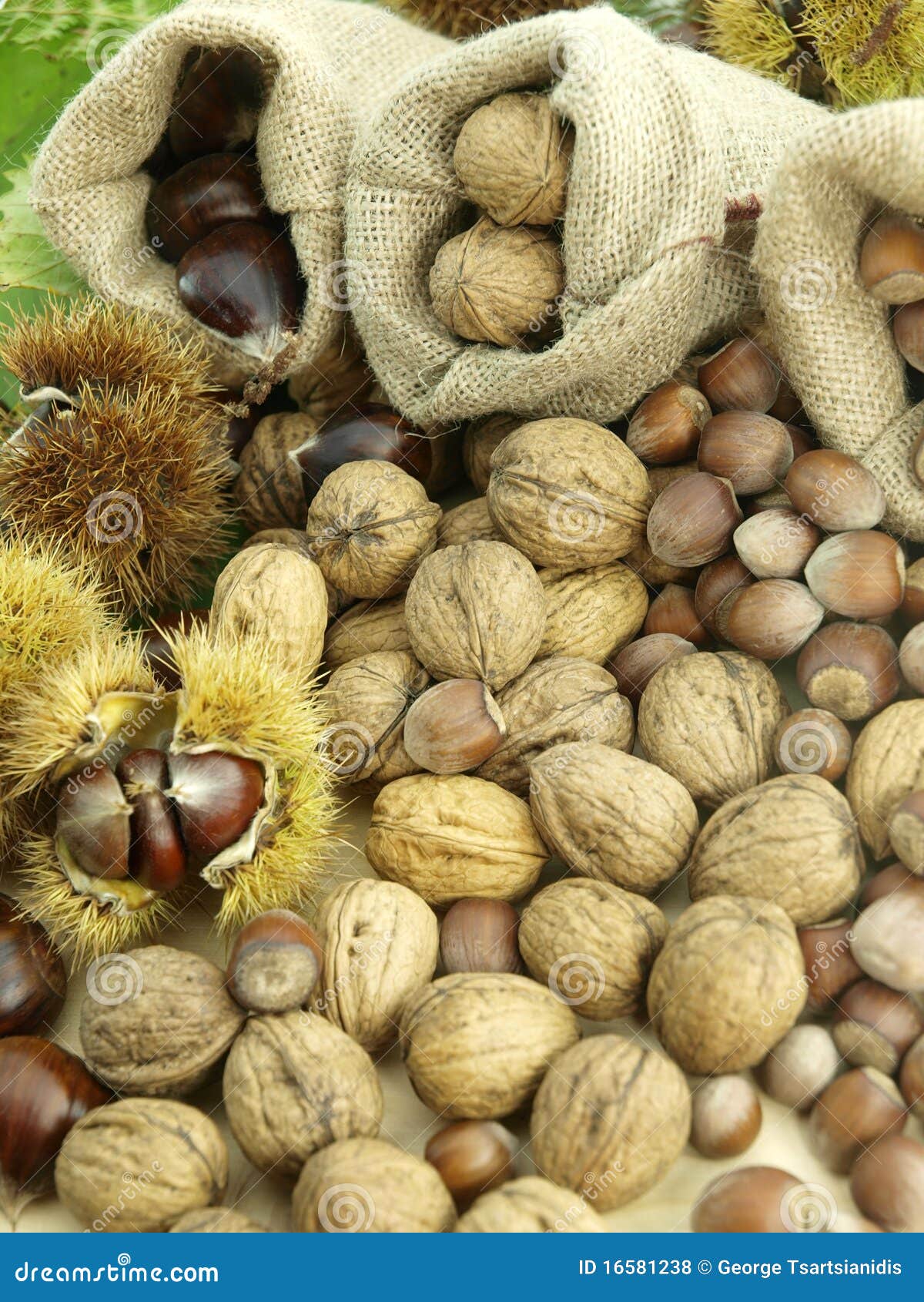 Chestnuts and walnuts stock photo. Image of hazelnut - 16581238