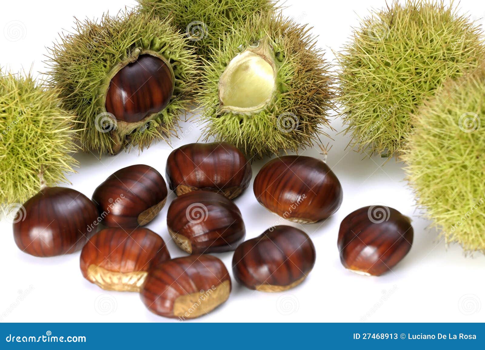 1,007 Conker Shell White Background Stock Photos - Free & Royalty-Free ...