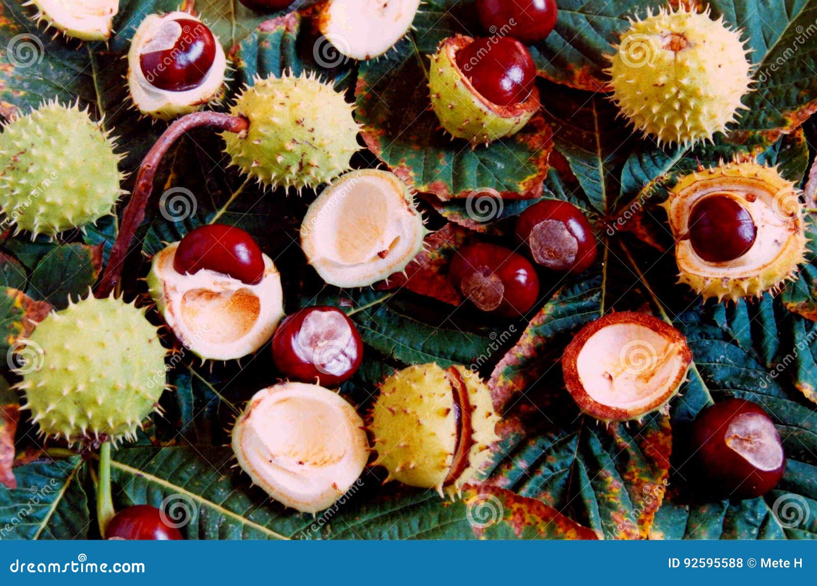 Chestnuts stock photo. Image of nature, chesnuts, forest - 92595588