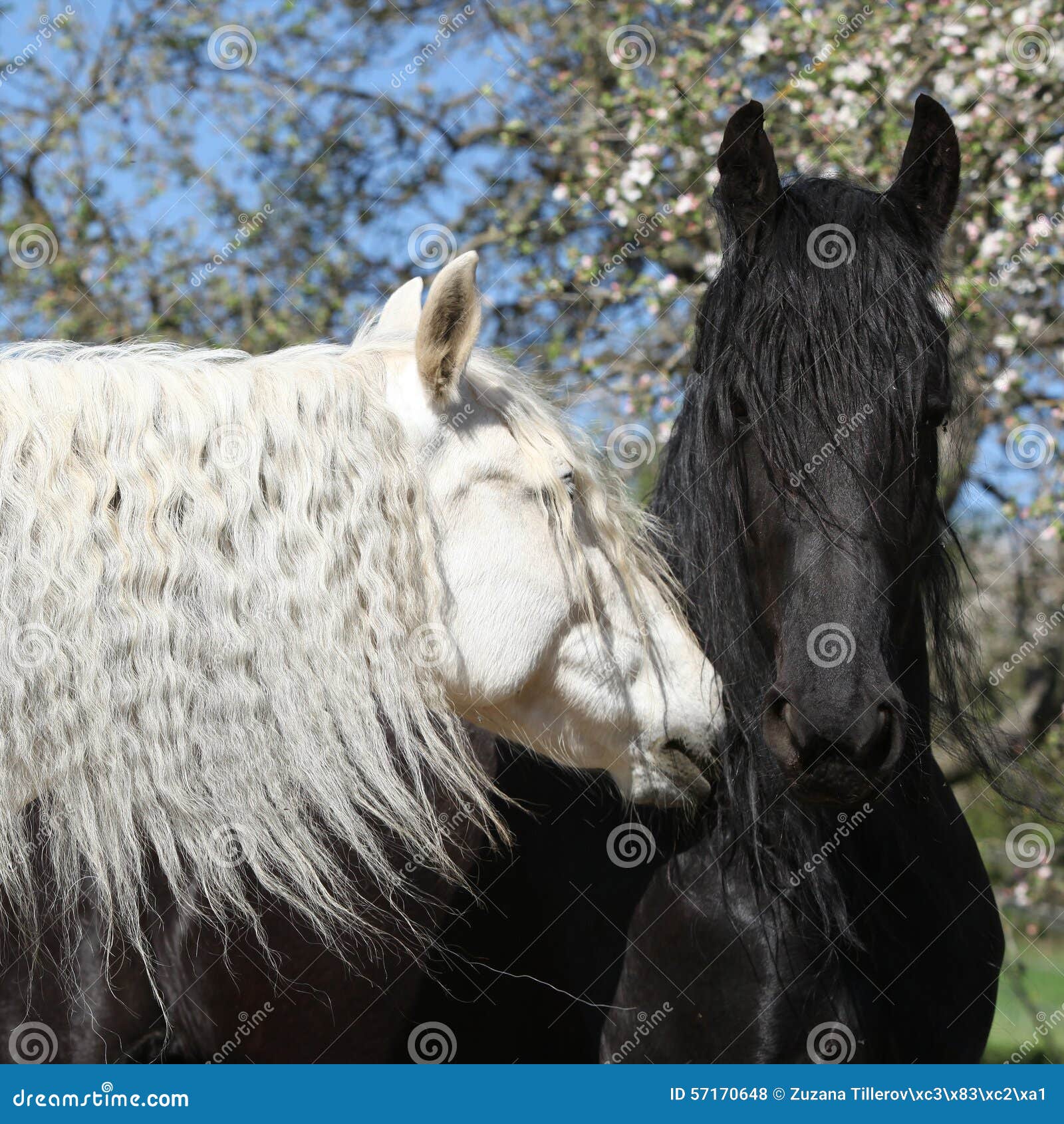 Cheval Andalou Blanc Avec Le Cheval Frison Noir Photo stock - Image du ...