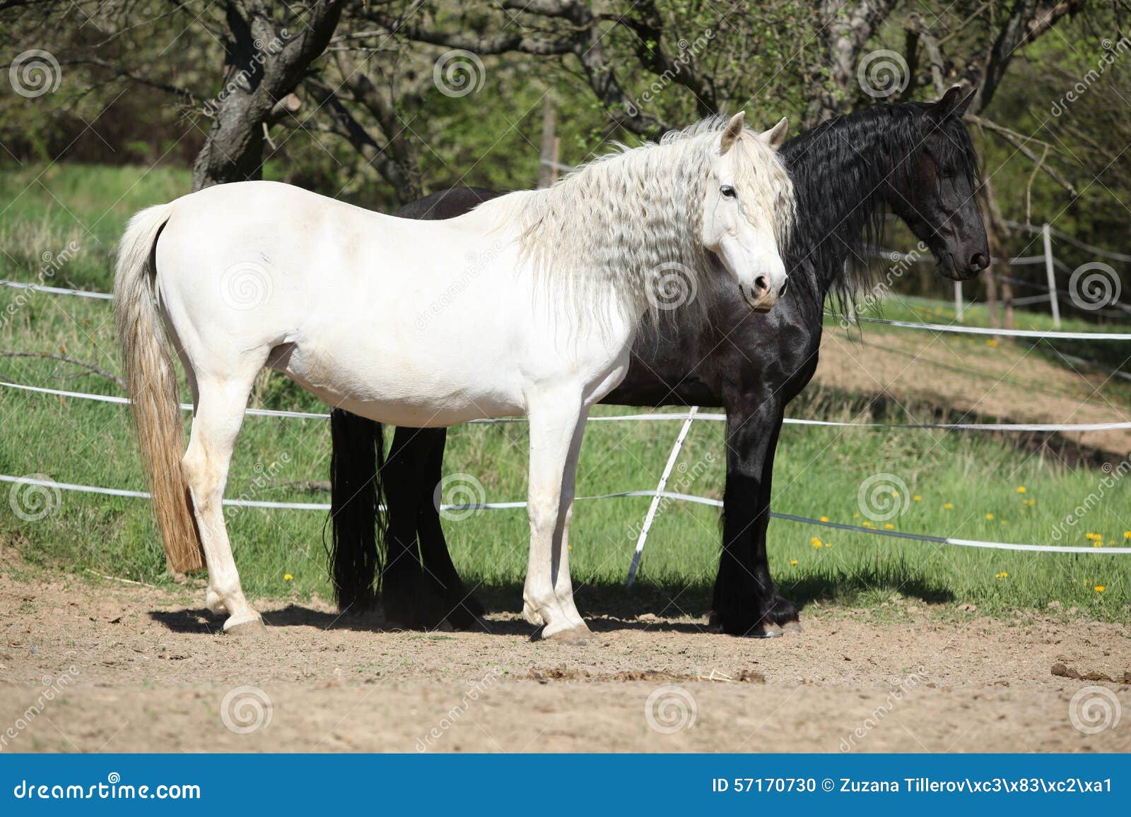 Cheval Andalou Blanc Avec Le Cheval Frison Noir Photo stock - Image of ...