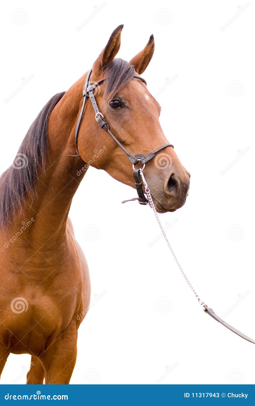 Cheval anglo-arabe image stock. Image du thoroughbred - 11317943
