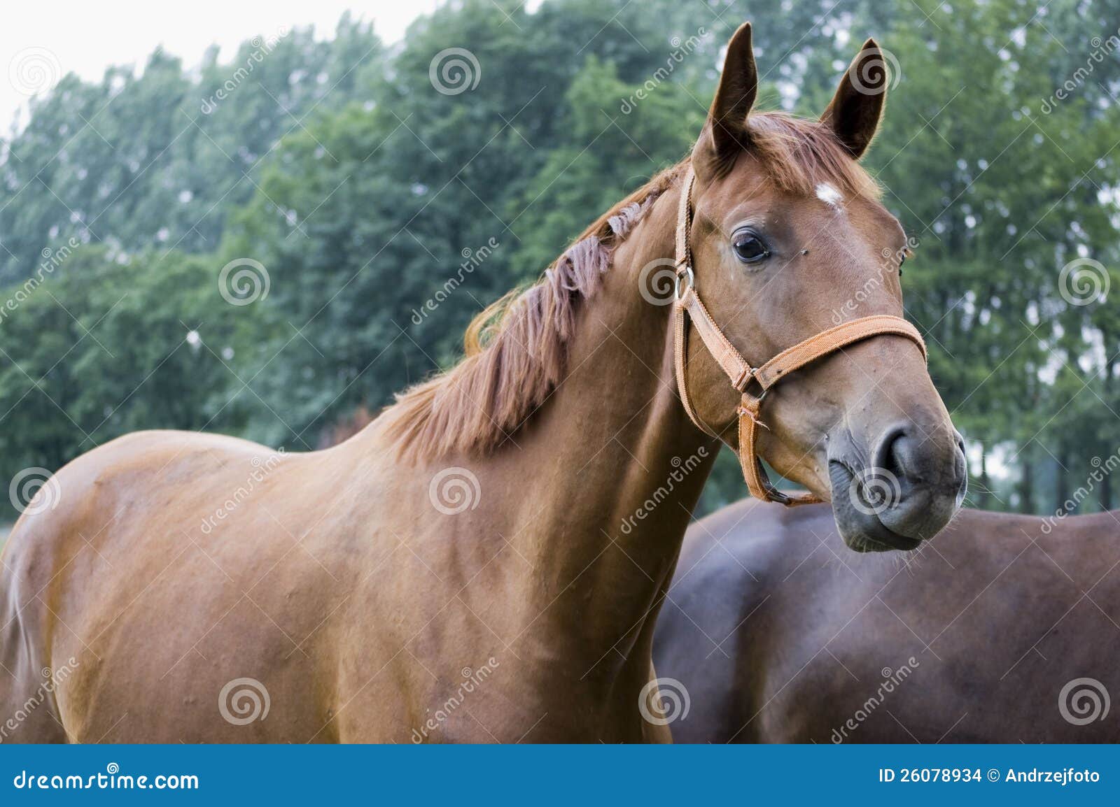 Cheval anglo-arabe photo stock. Image du saut, liberté - 26078934