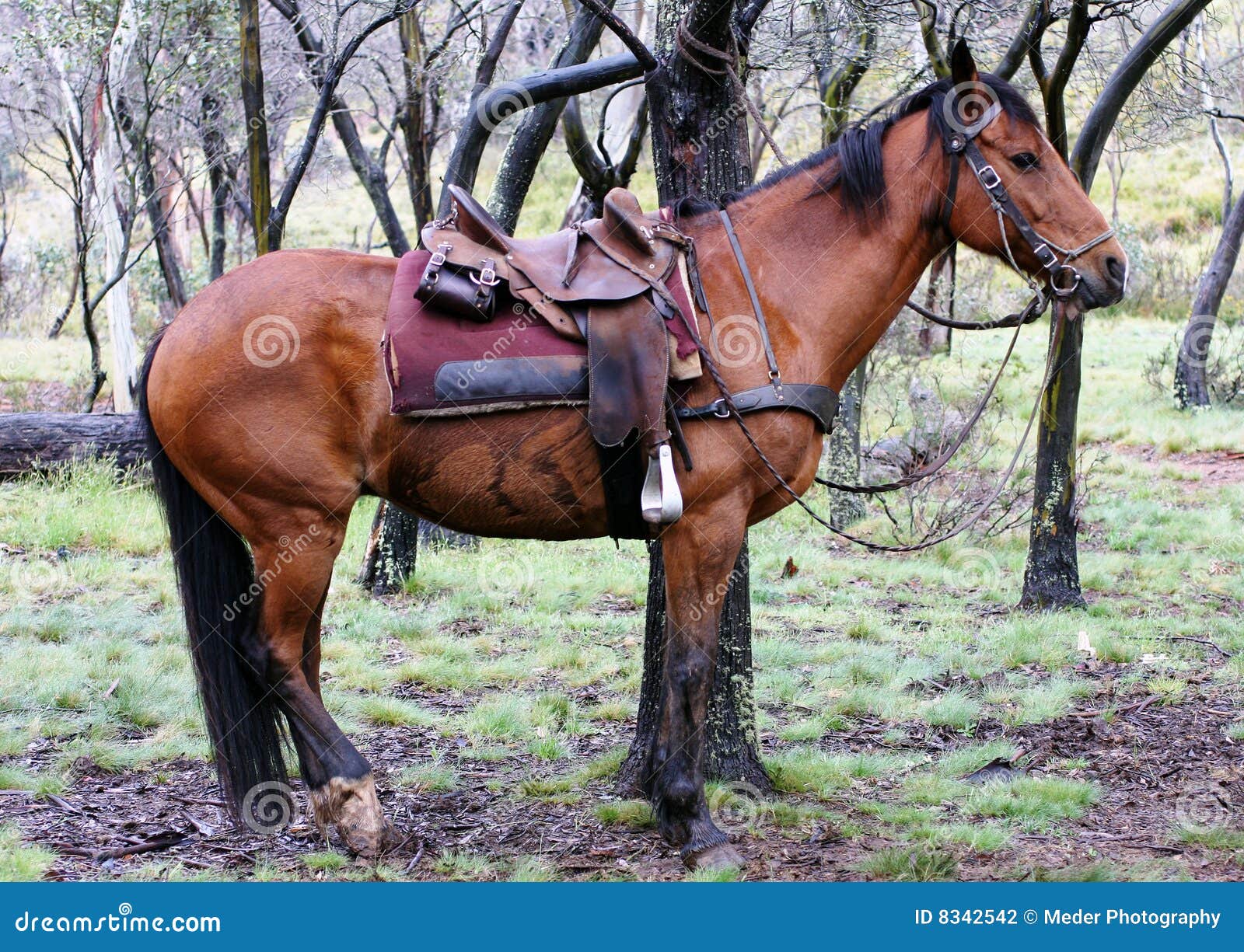 Cheval australien photo stock. Image of chemin, race, espiègle - 8342542
