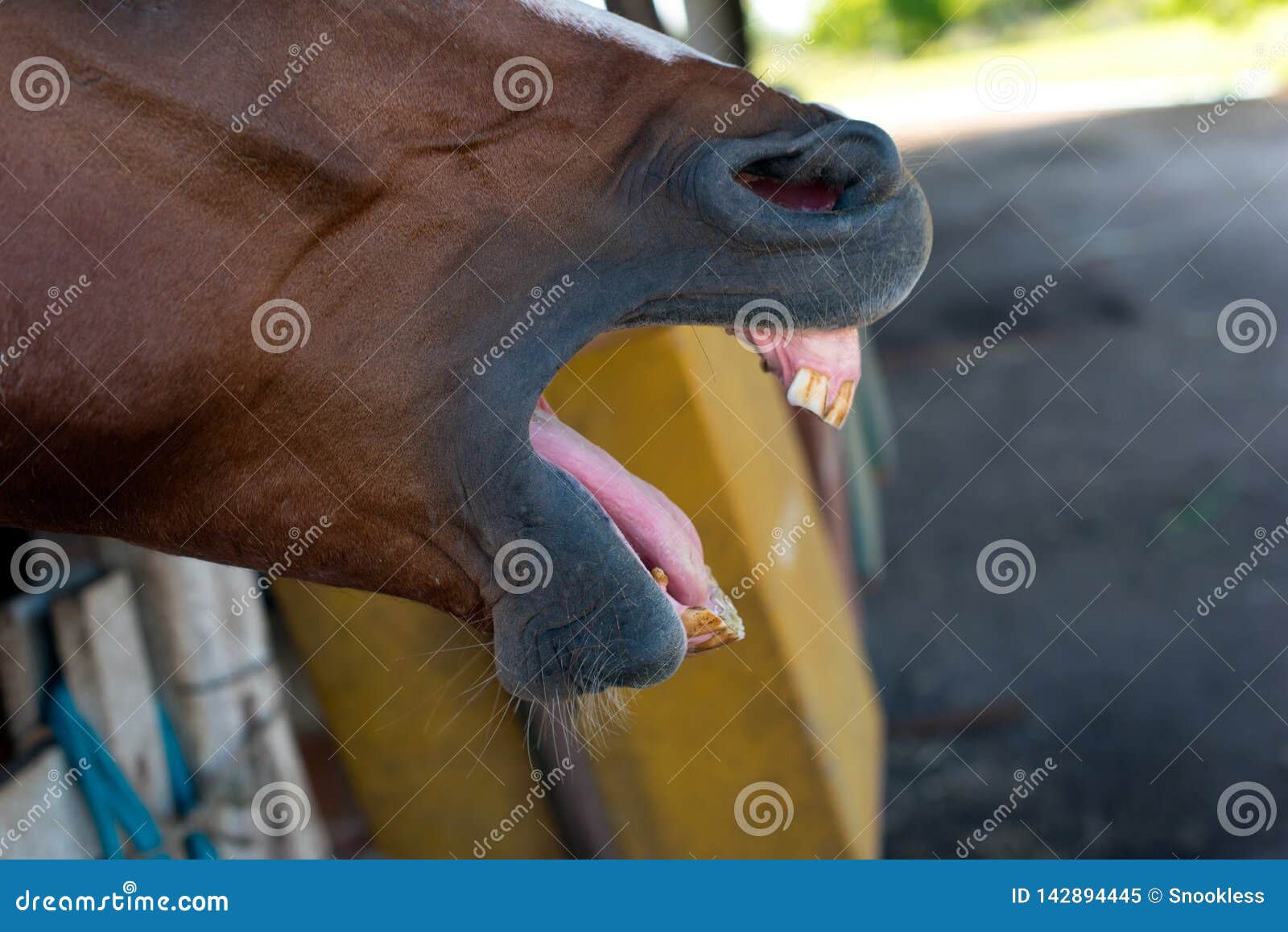 Cheval Avec La Bouche Ouverte Image stock - Image du cheveu, visage ...