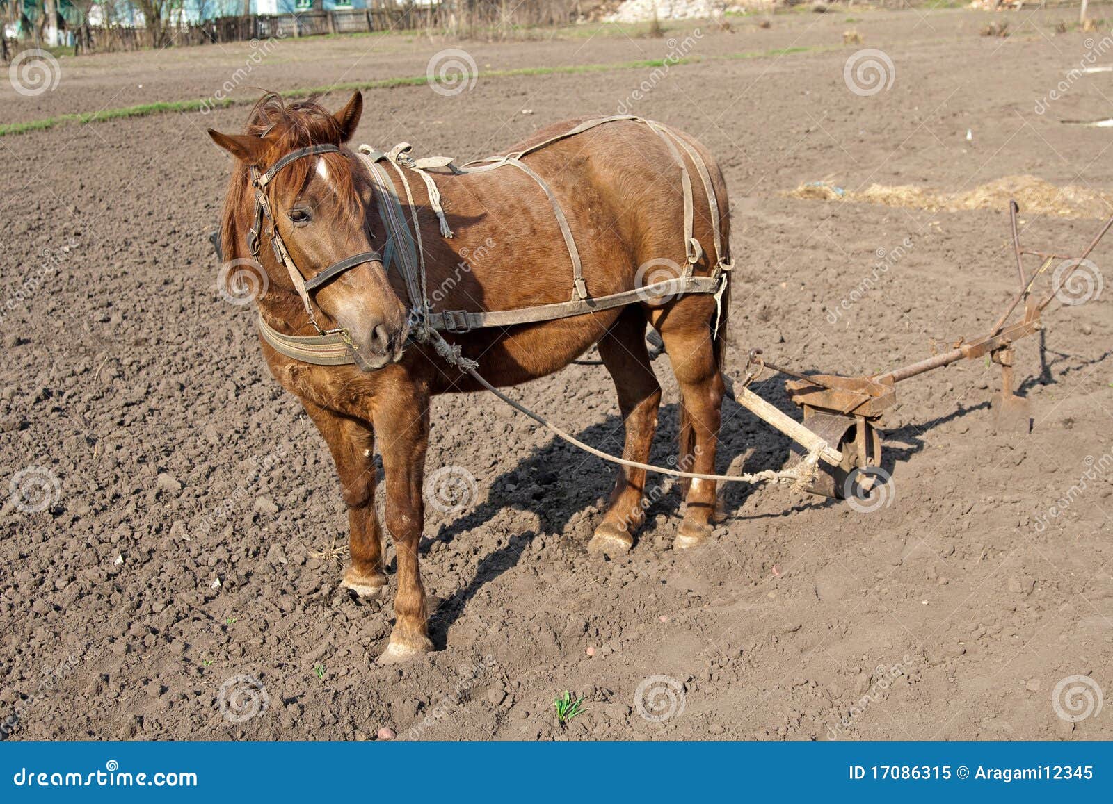 Cheval Avec La Charrue Photo libre de droits - Image: 17086315