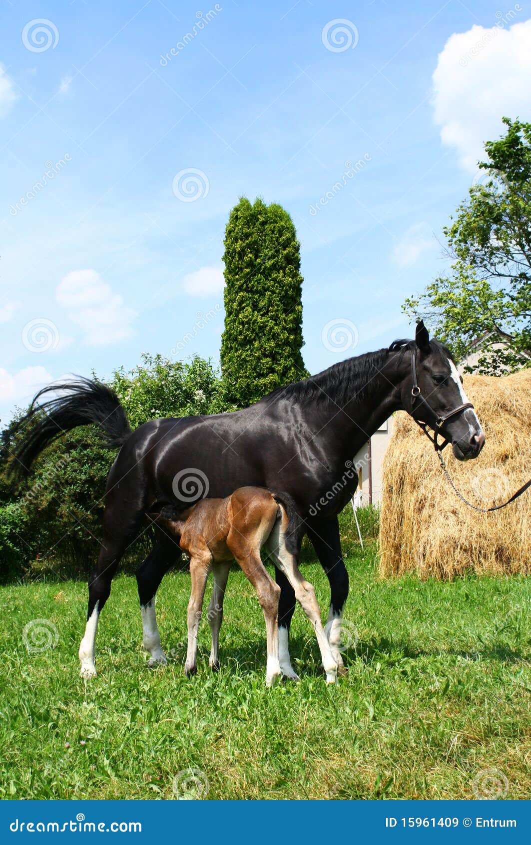 Cheval avec le poulain image stock. Image du horizontal - 15961409