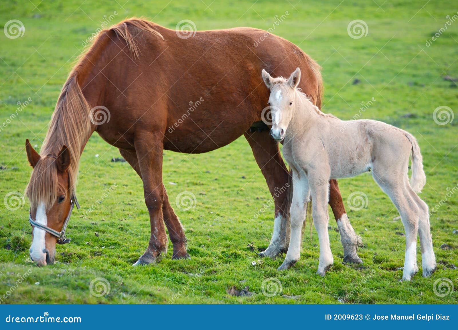 Cheval Avec Son Fils Mangeant L'herbe Image stock - Image du étalon ...