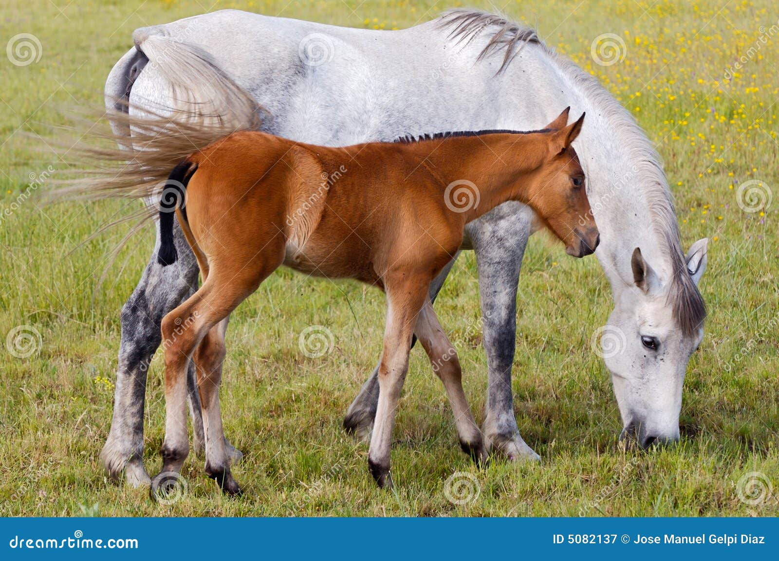 Cheval Avec Son Fils Mangeant L'herbe Image stock - Image du ranch ...