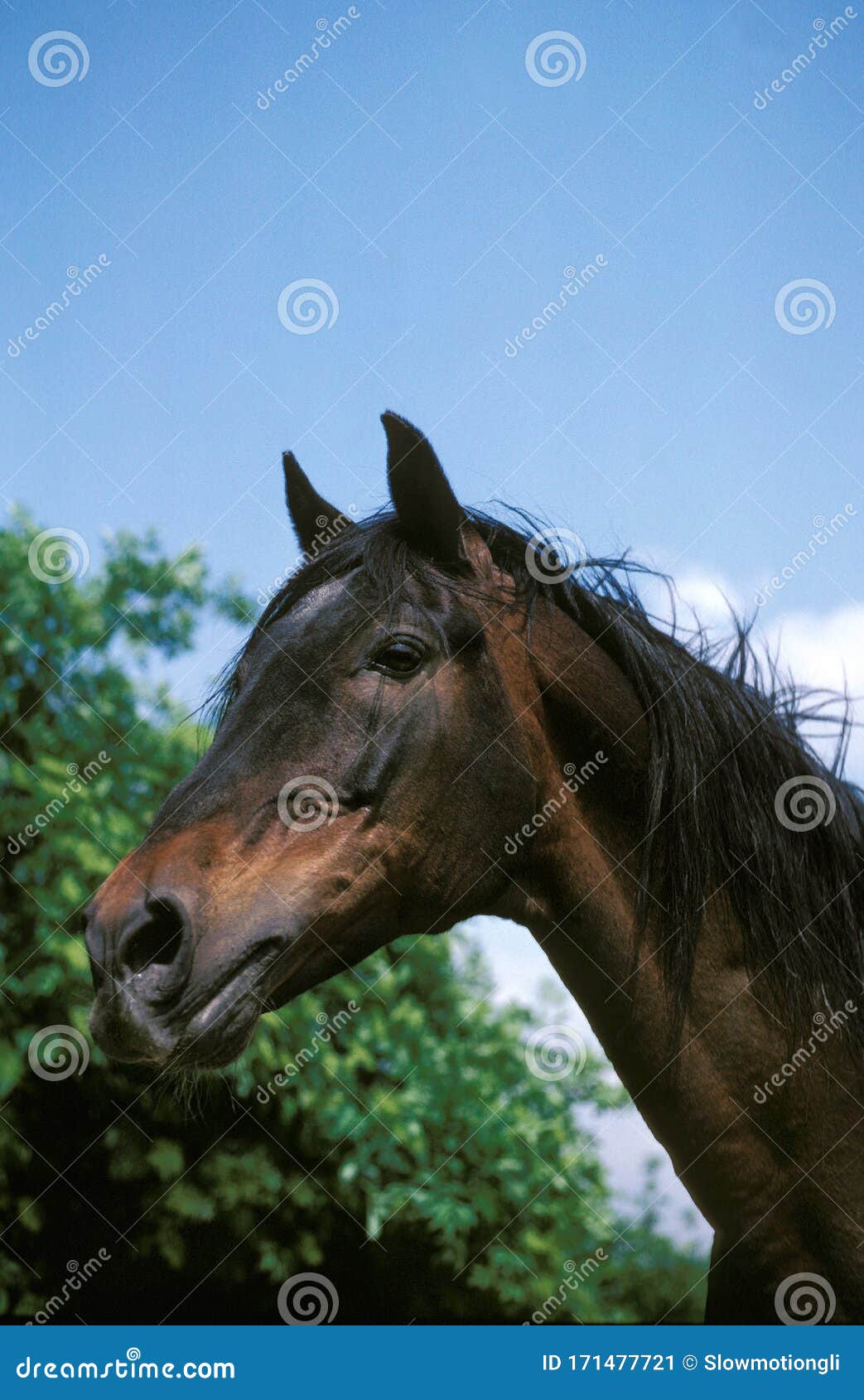 CHEVAL BARBE stock image. Image of blue, barb, outdoor - 171477721