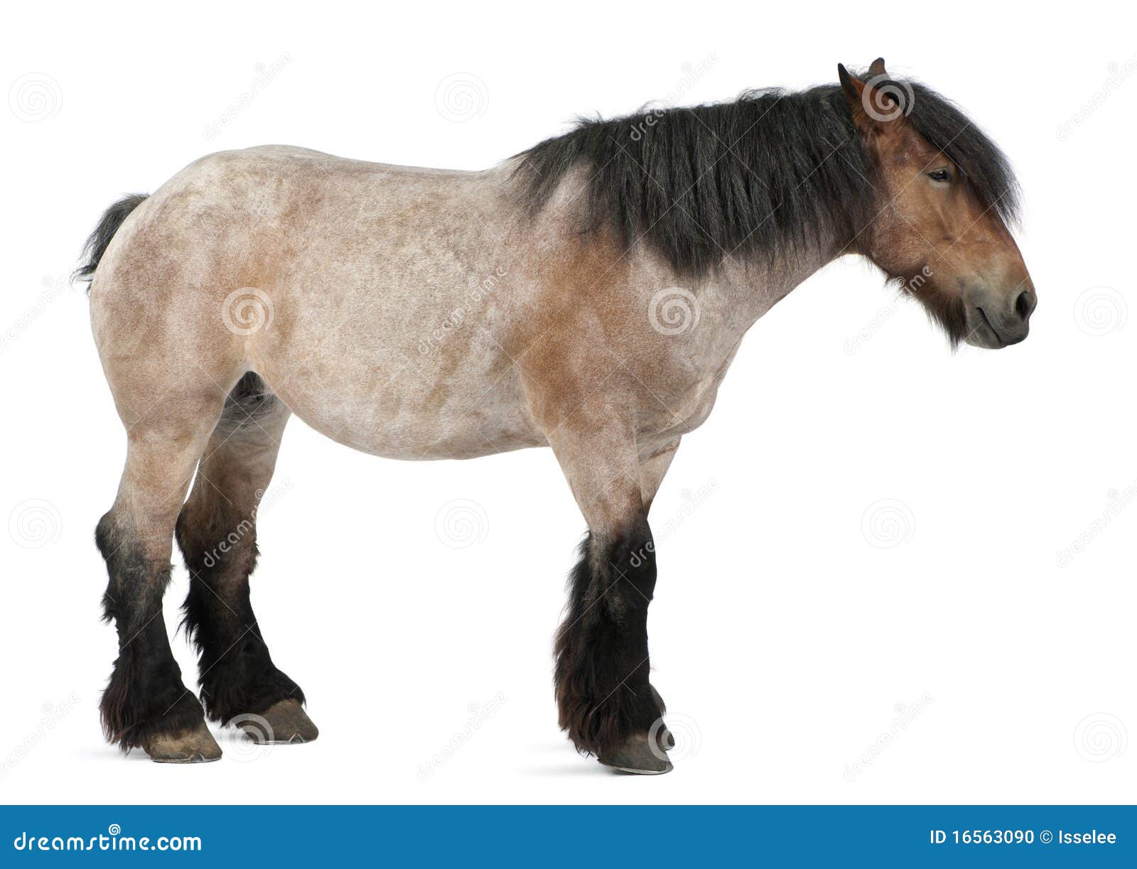 Cheval Belge, Cheval Lourd Belge, Brabancon Photo stock - Image of ...