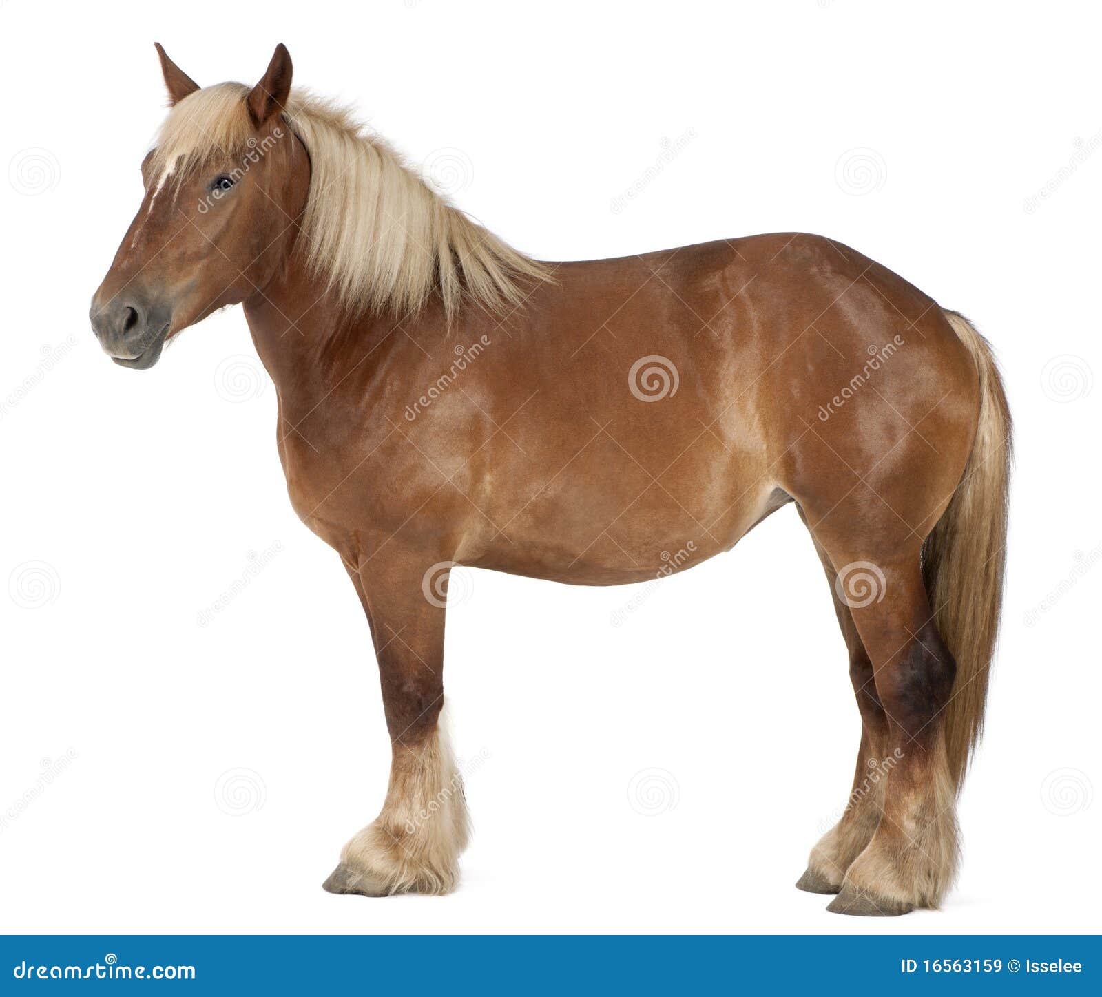 Cheval Belge, Cheval Lourd Belge, Brabancon Image stock - Image du ...