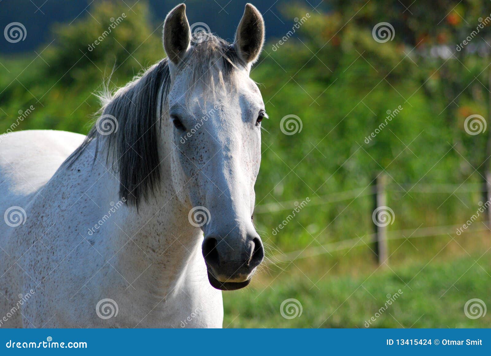 Cheval blanc photo stock. Image du verticale, blanc, taille - 13415424