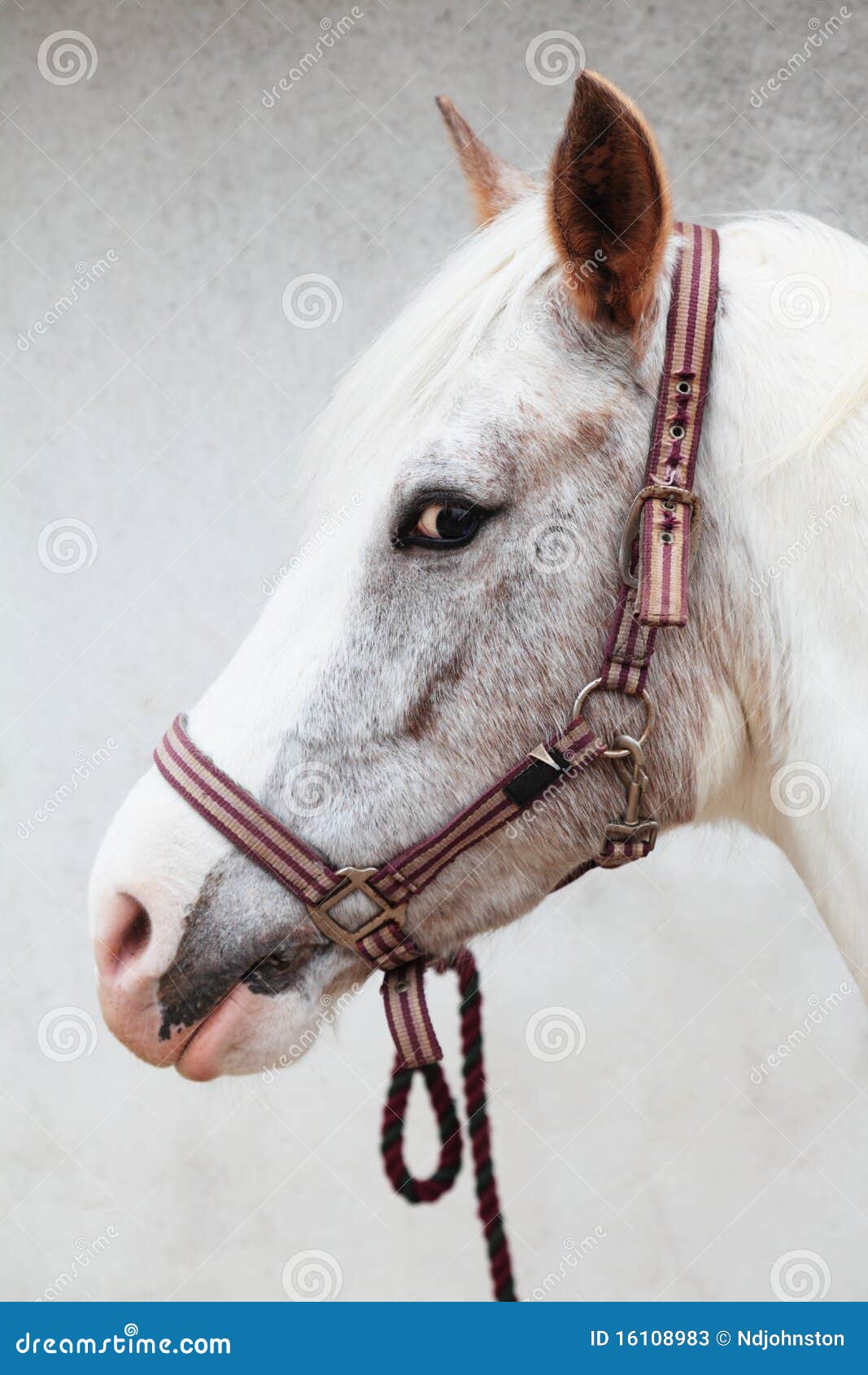 Cheval blanc image stock. Image du verticale, beau, animal - 16108983