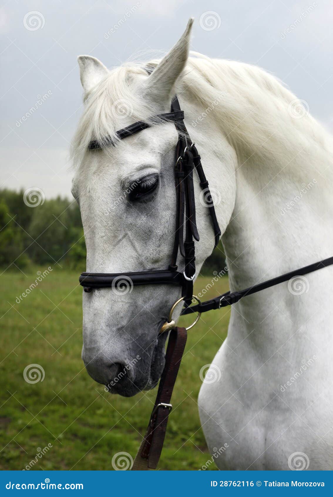 Cheval blanc photo stock. Image du châtaigne, compartiment - 28762116