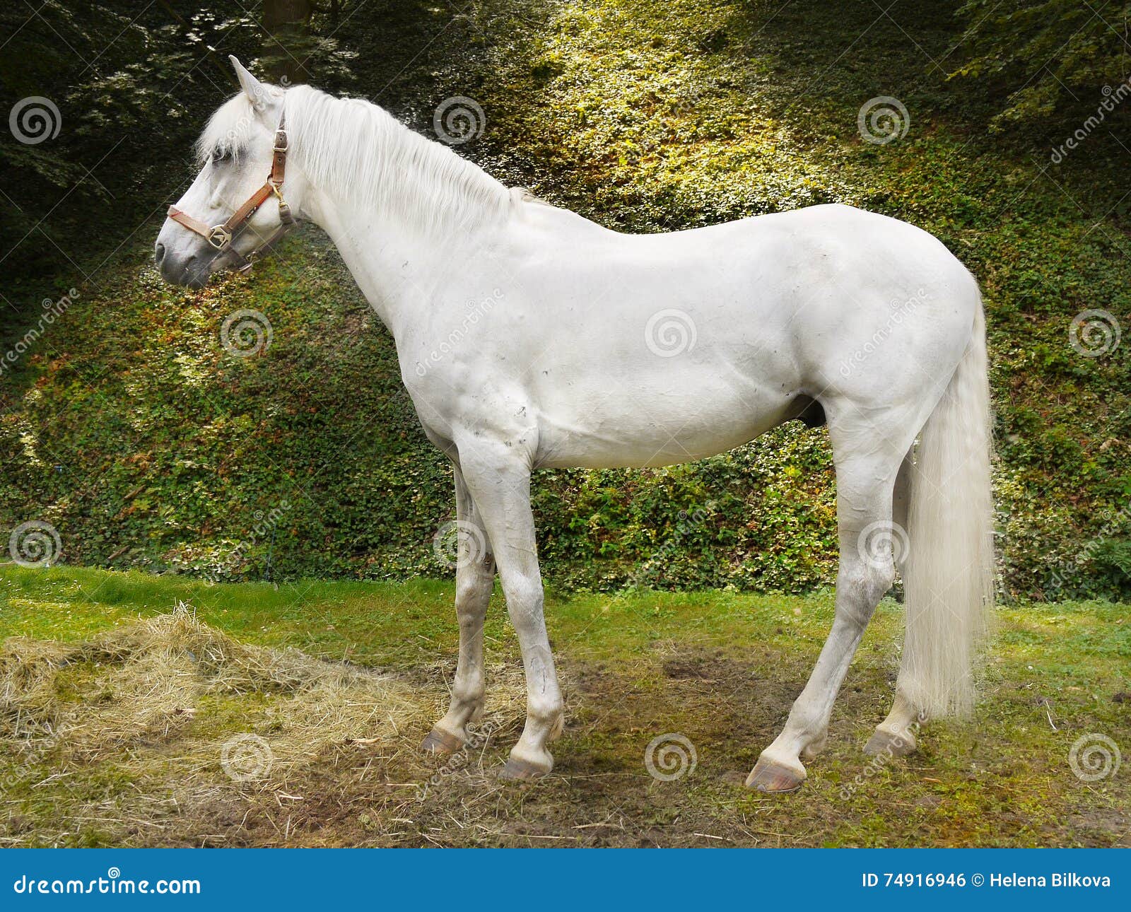 Cheval blanc photo stock. Image du verticale, poney, occidental - 74916946