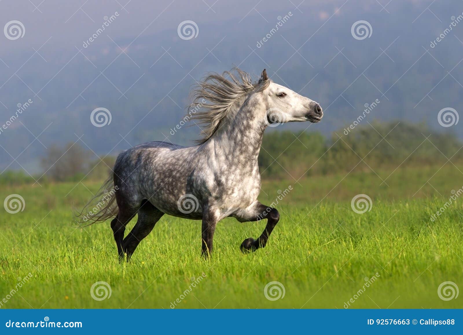 Cheval Blanc Avec La Longue Course De Crinière Image stock - Image du ...