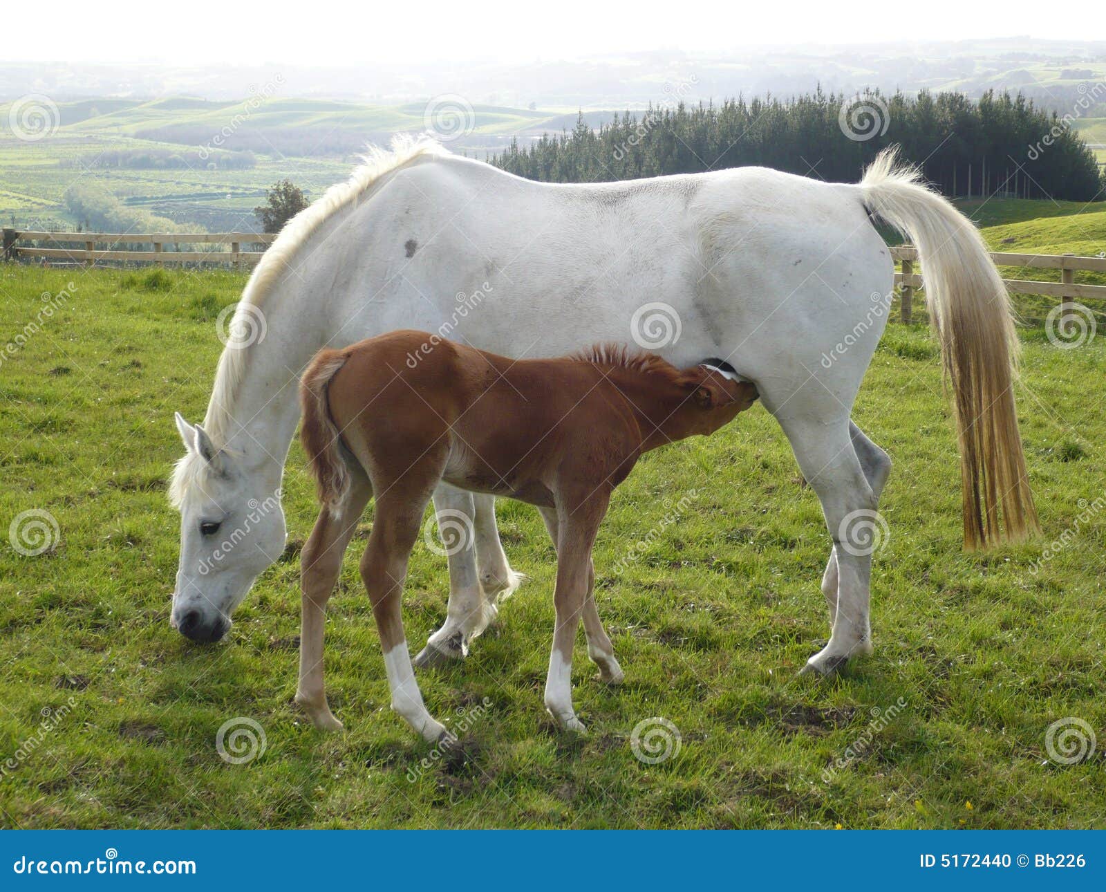 Cheval blanc et poulain photo stock. Image du nourrissent - 5172440