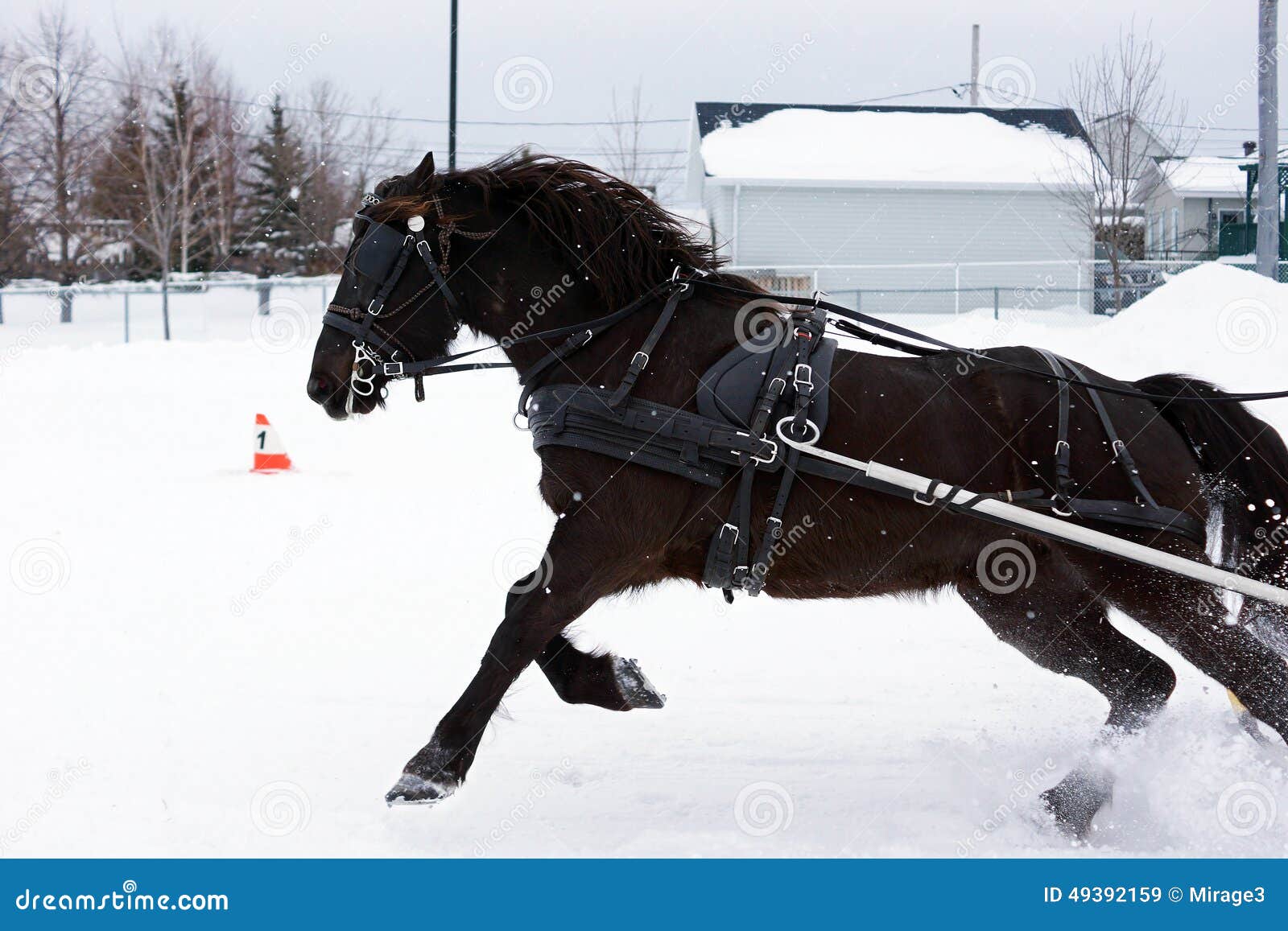 Cheval Canadien Dans Le Competiton D'hiver Image stock - Image du ...