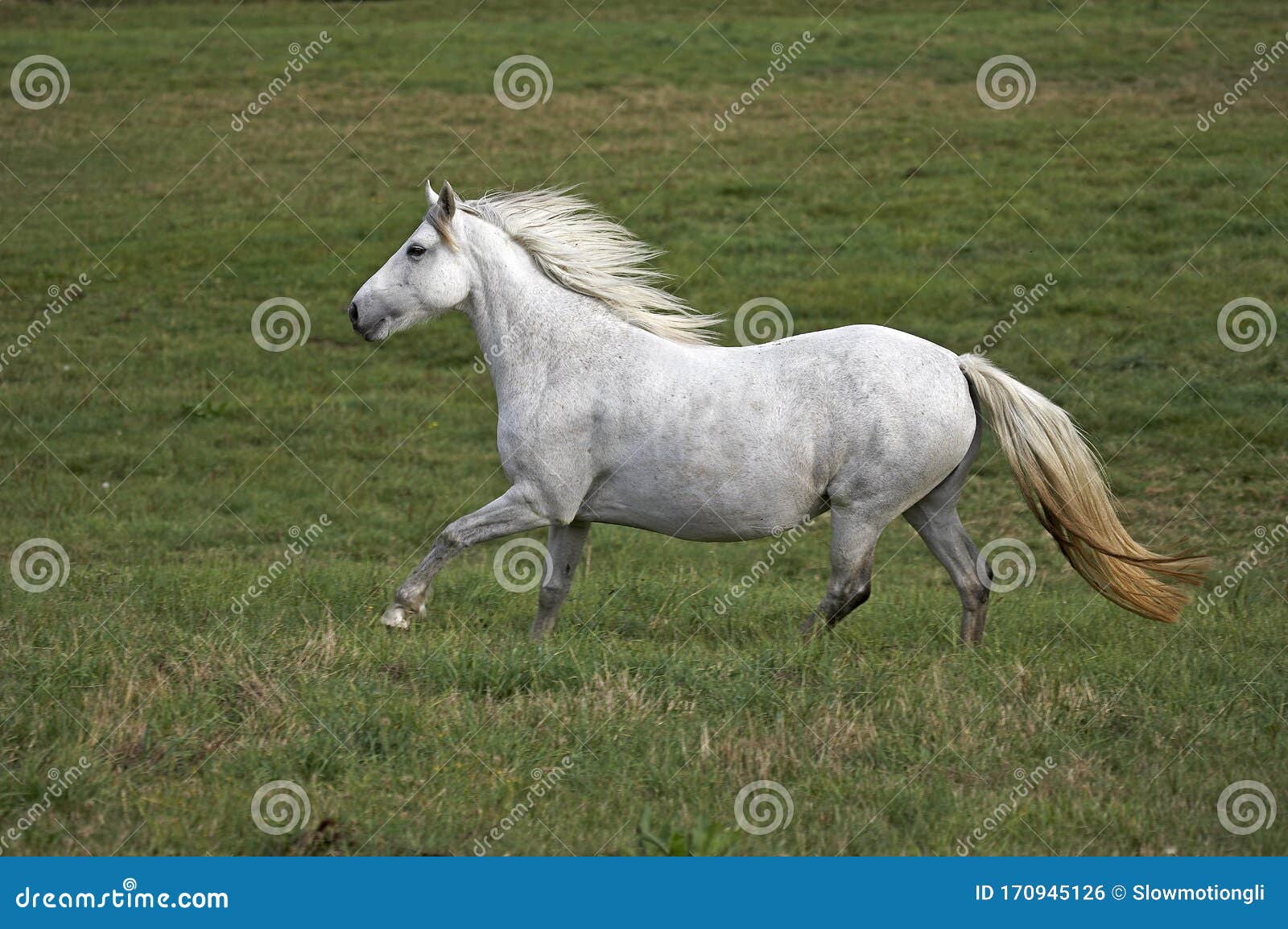CHEVAL CONNEMARA stock photo. Image of standing, movement - 170945126