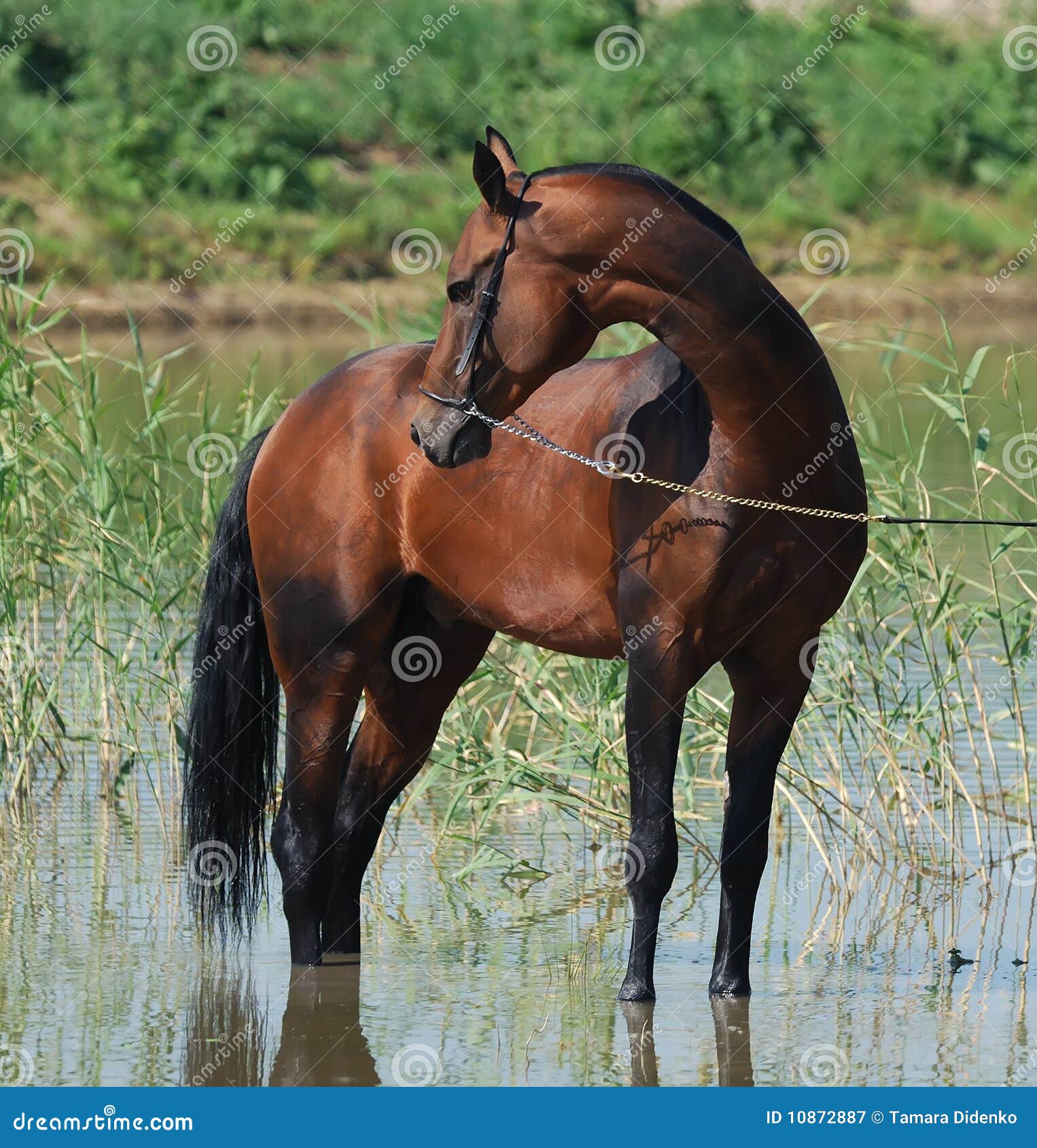 Cheval D'Akhal-teke Dans L'eau Image stock - Image du thoroughbred ...