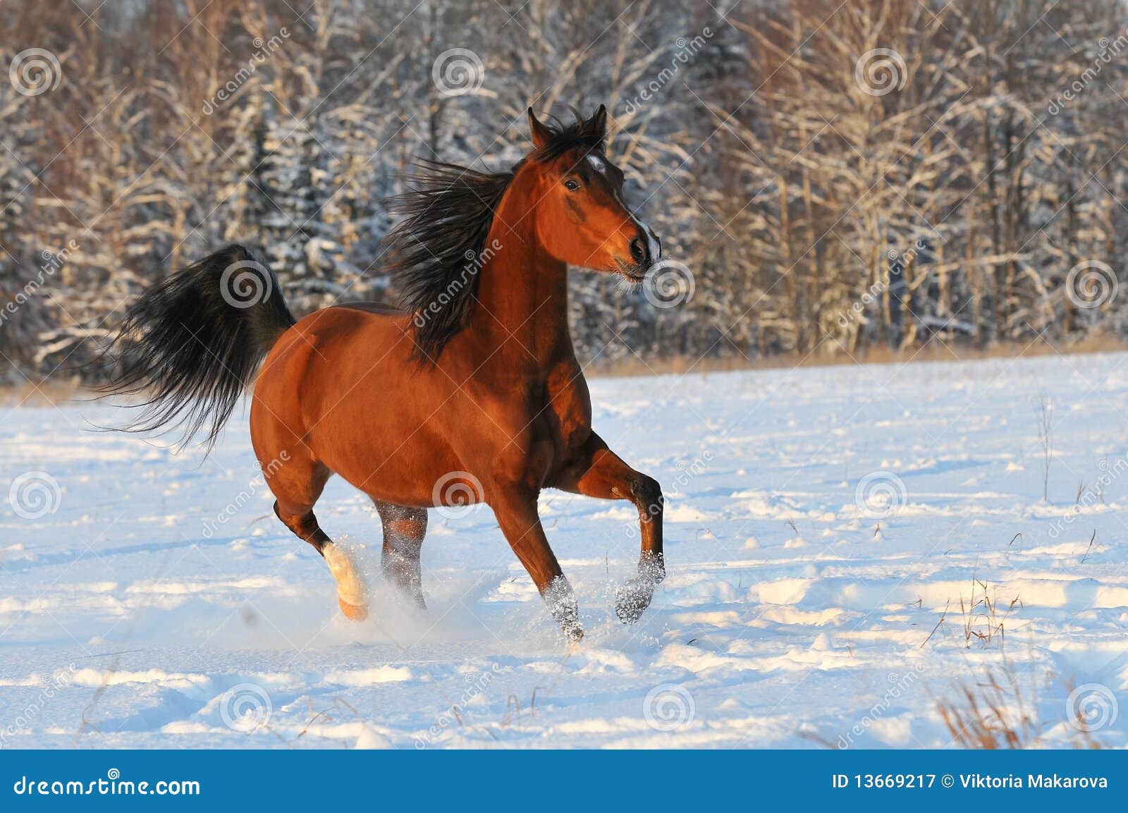 Cheval D'Arabe De Compartiment Image stock - Image du horseshoe ...