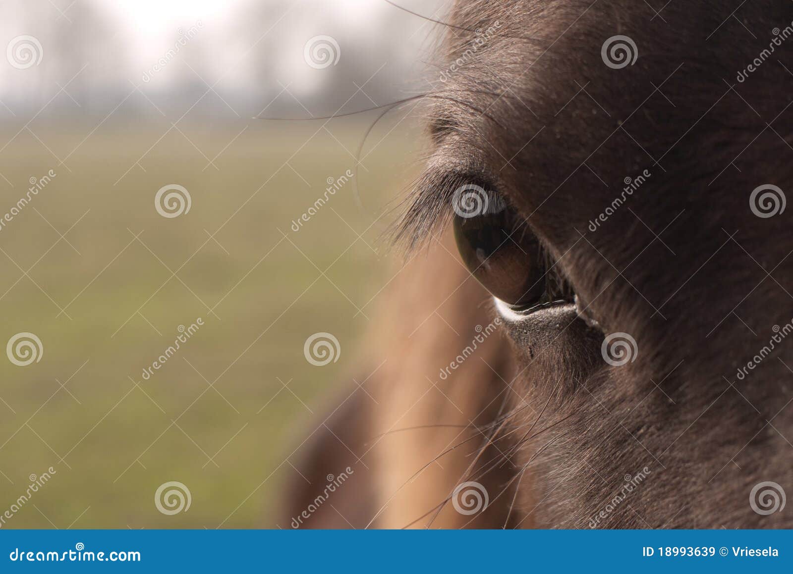 Cheval d'oeil image stock. Image du poney, pouliche, eyeball - 18993639