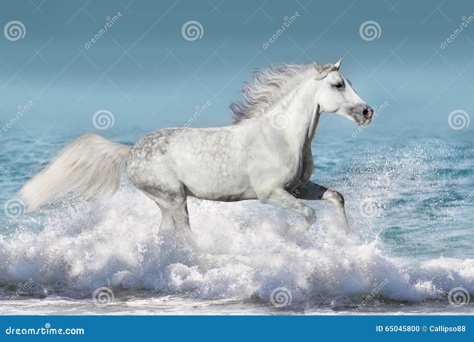 Cheval dans l'eau photo stock. Image du chevaux, ciel - 65045800