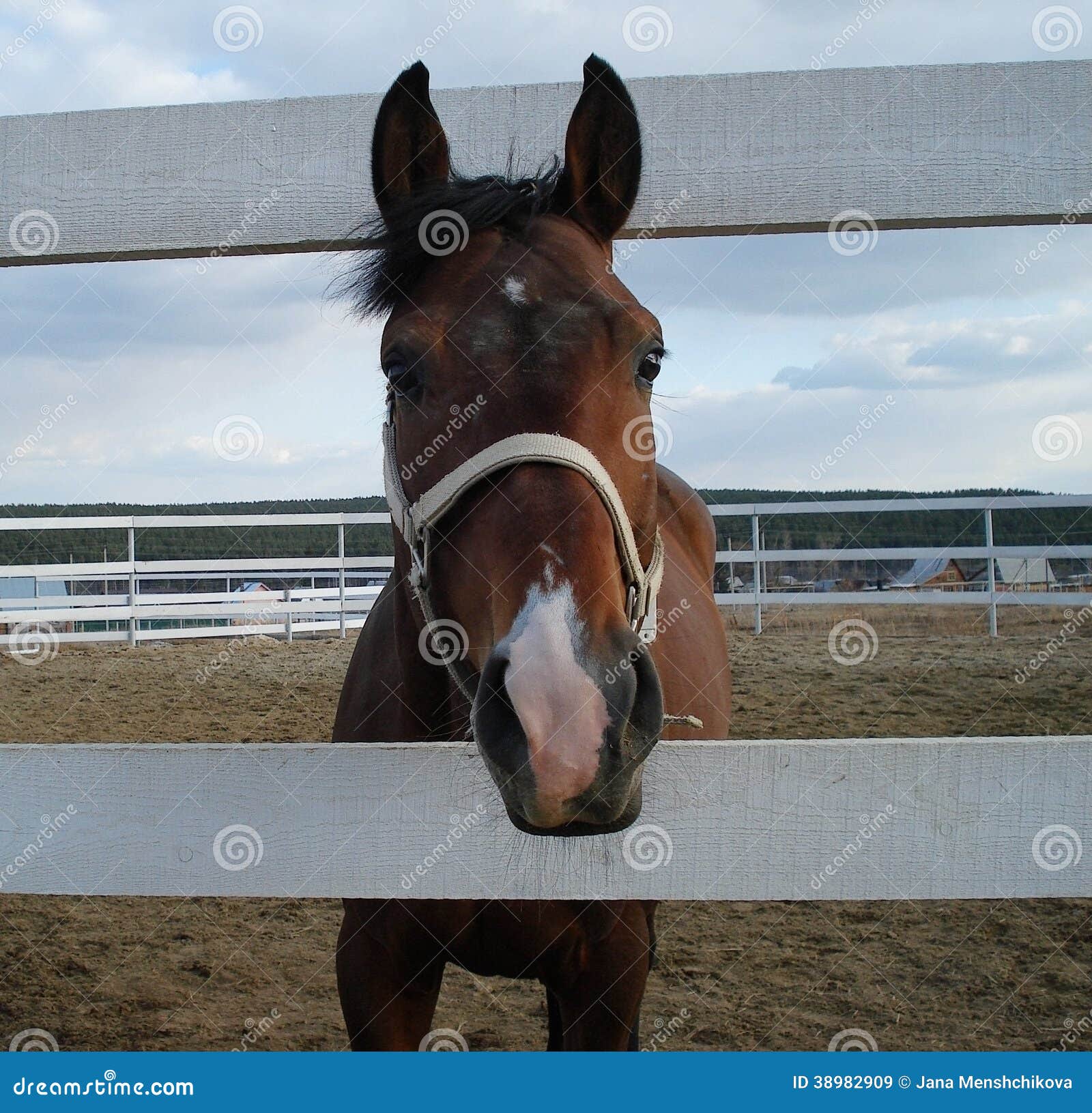 Cheval de baie image stock. Image du crinière, fermer - 38982909