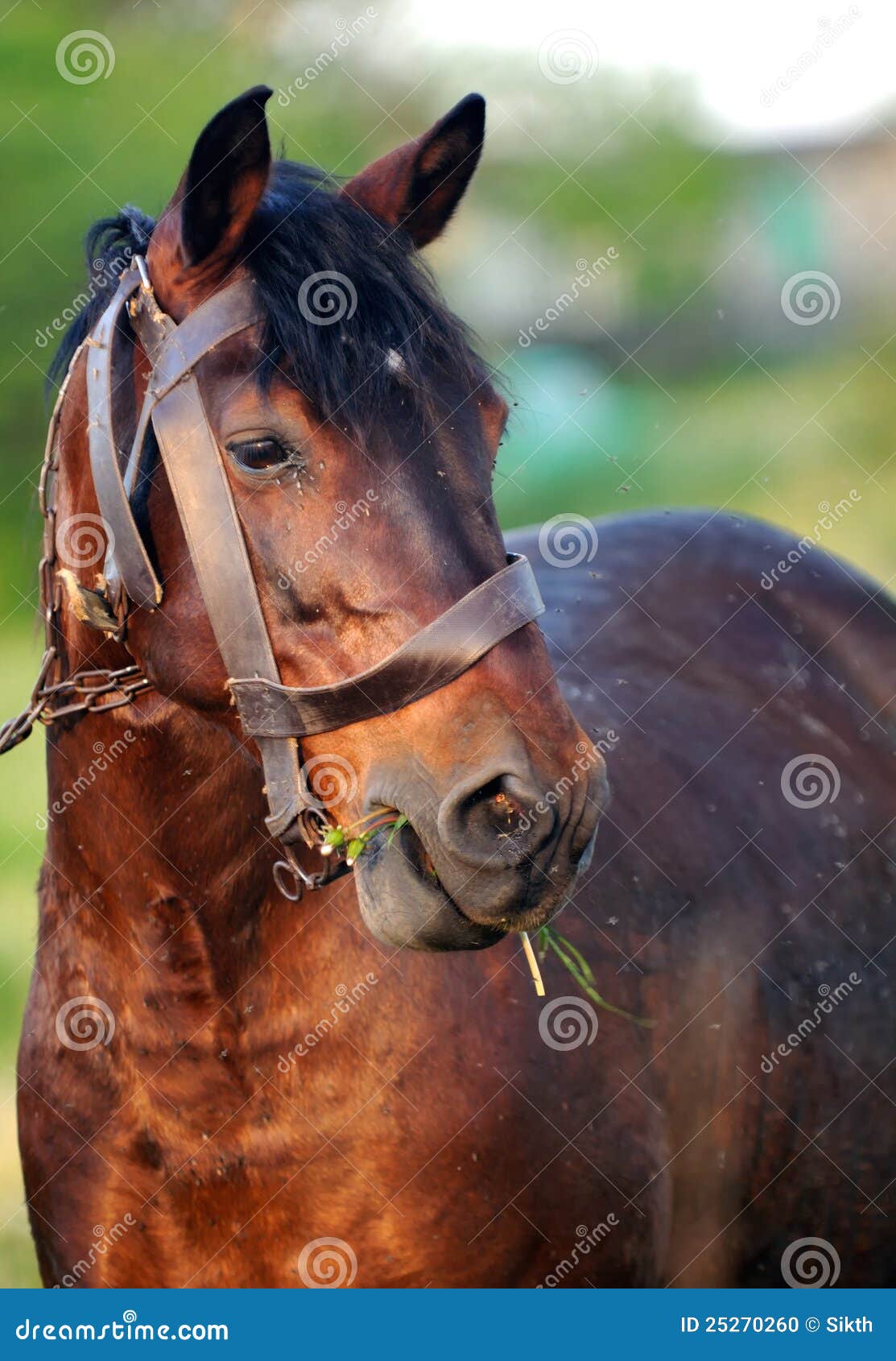 Cheval De Brown Mangeant L'herbe Picture. Image: 25270260