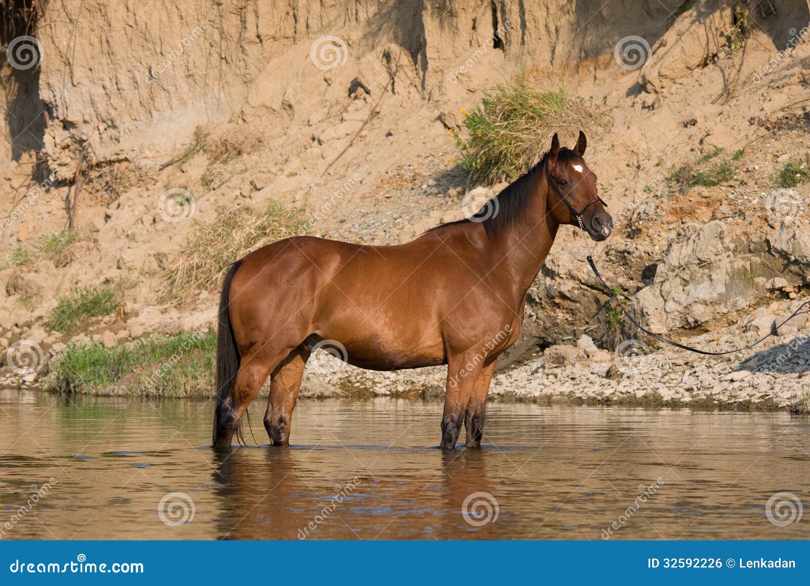 Cheval De Brown Se Tenant Dans L'eau Photo stock - Image du licol ...