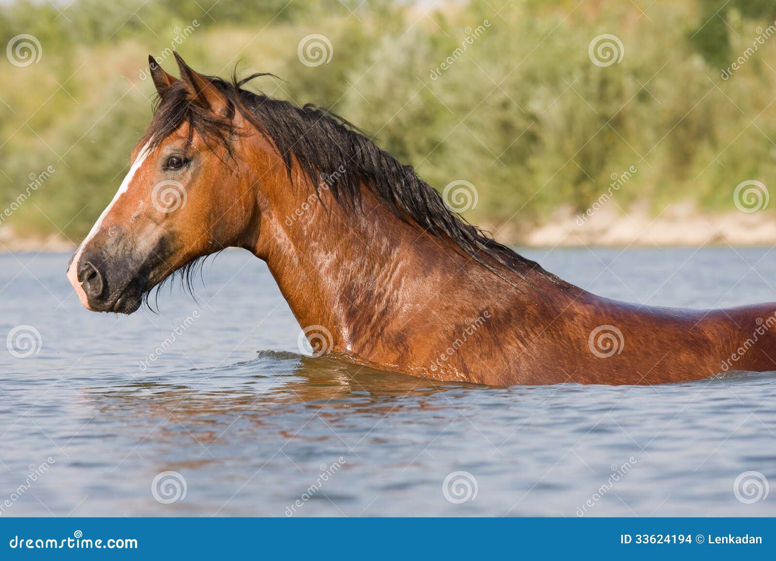 Cheval De Brown Se Tenant Dans L'eau Photo stock - Image du équin, brun ...