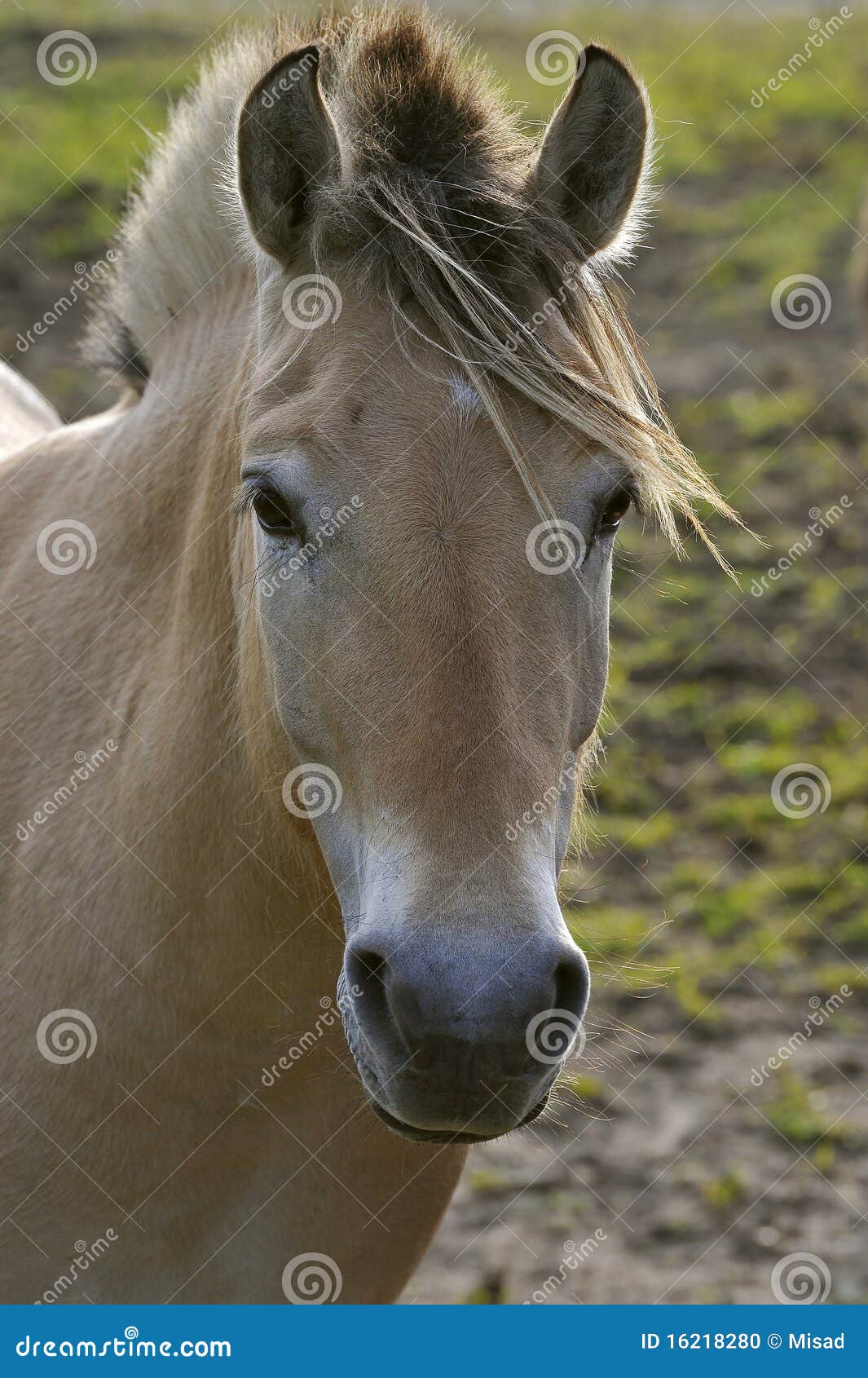Cheval de fjord photo stock. Image du fjord, jeune, affermage - 16218280