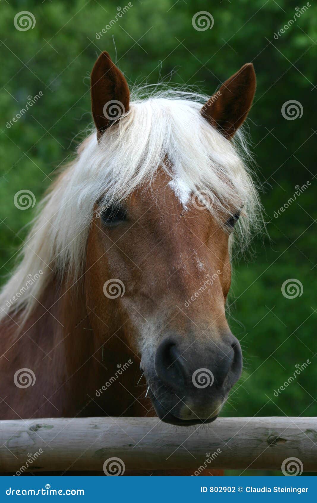 Cheval de Haflinger photo stock. Image du nature, extérieur - 802902