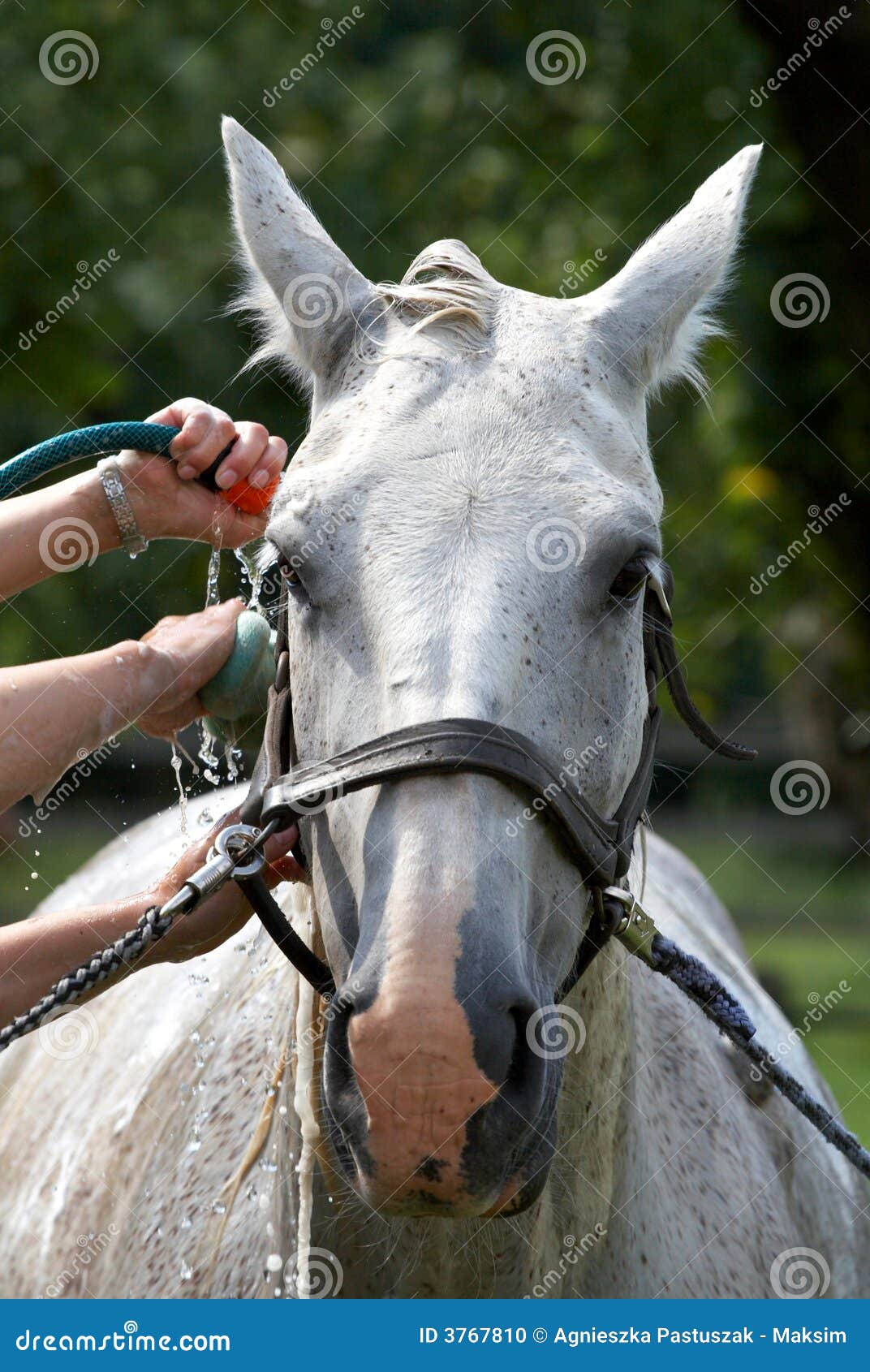 Cheval de lavage photo stock. Image du cheval, animal - 3767810