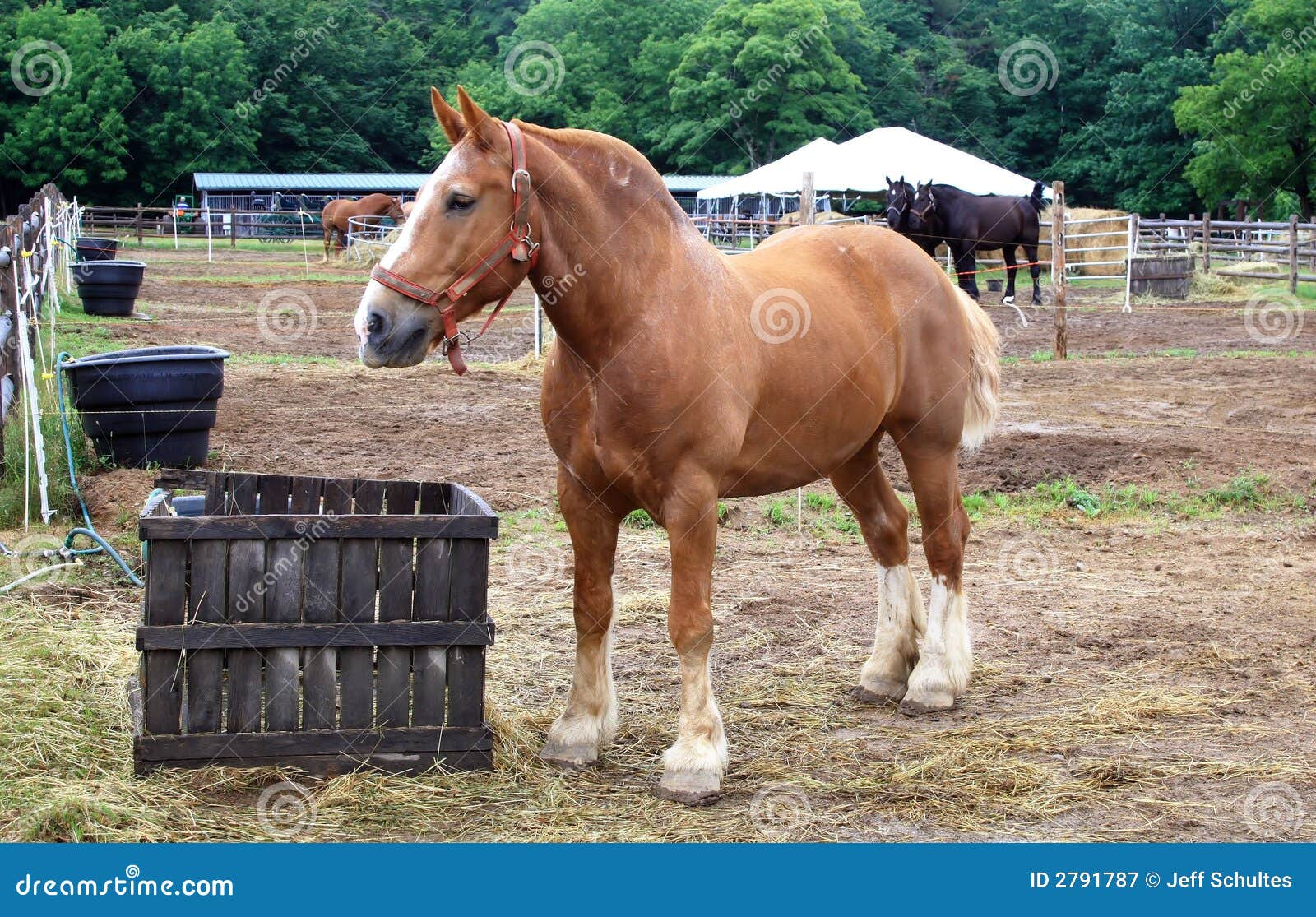 Cheval de trait belge image stock. Image du maine, écuries - 2791787