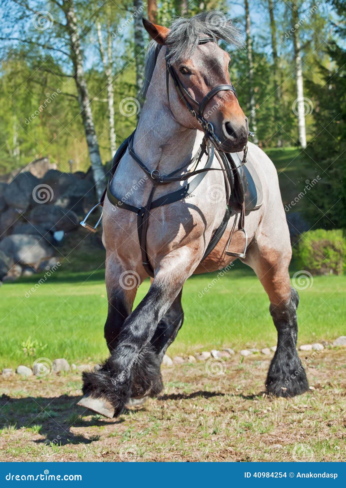 Cheval De Trait Belge Courant Photo stock - Image du rouan, traite ...