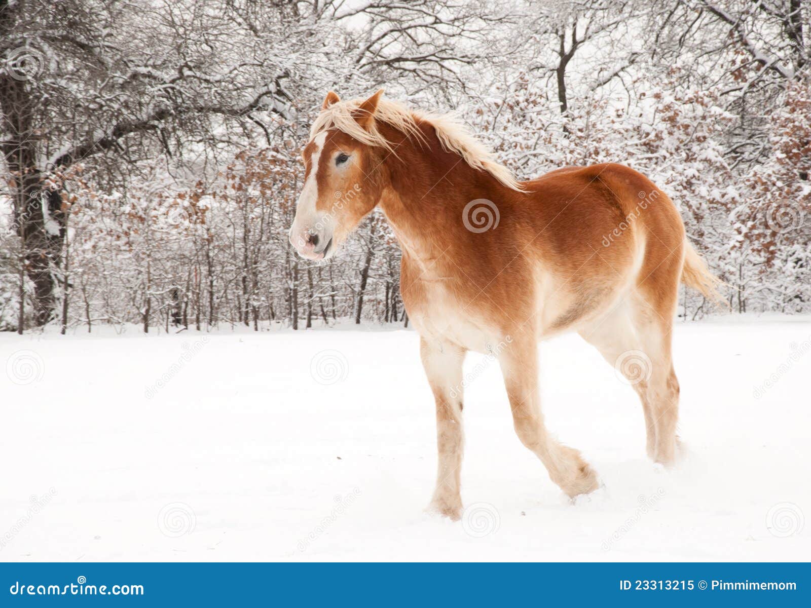 Cheval De Trait Belge Dans La Neige Image stock - Image du froid ...