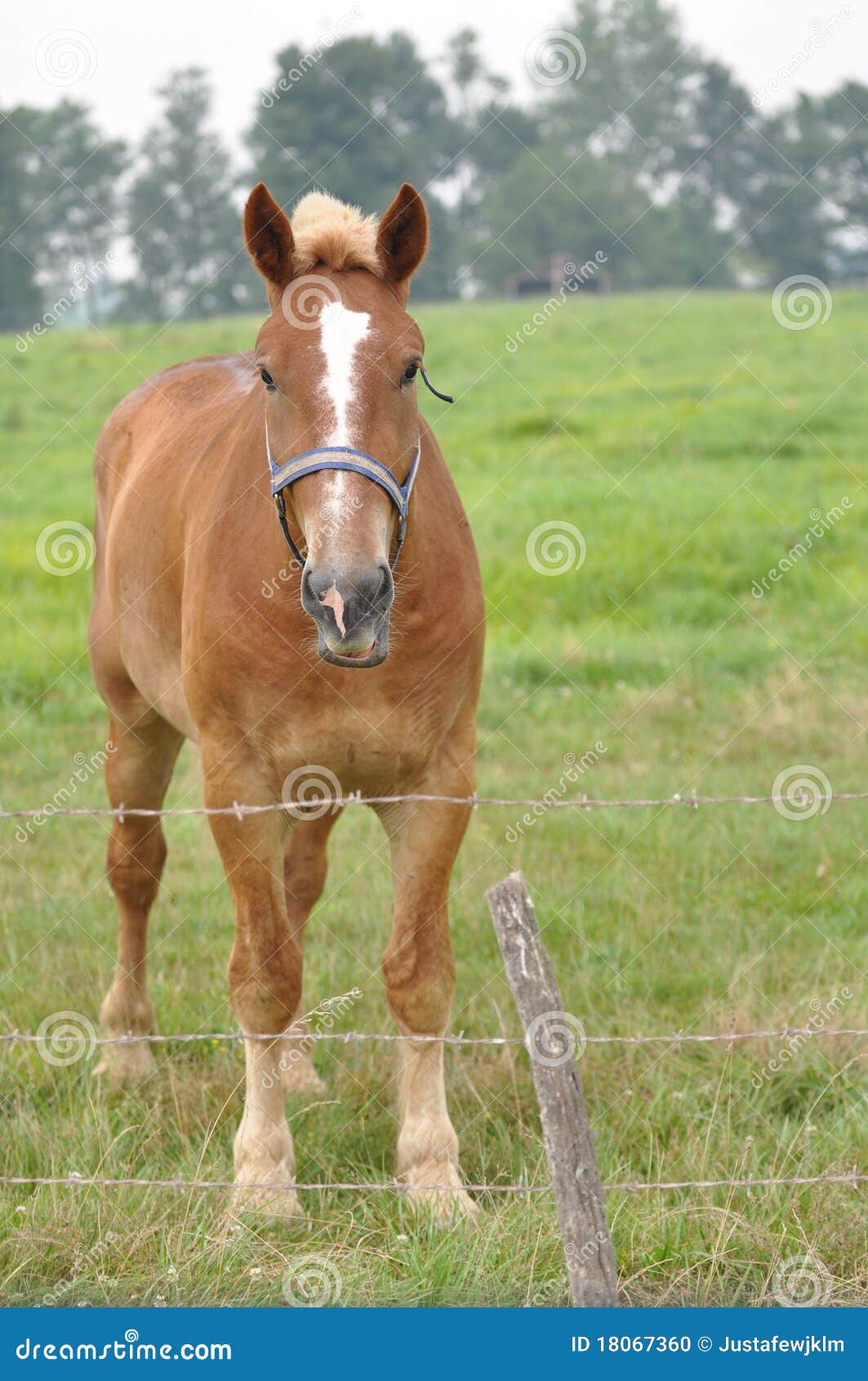 Cheval De Trait Belge Dans Le Domaine Photo stock - Image du herbe ...