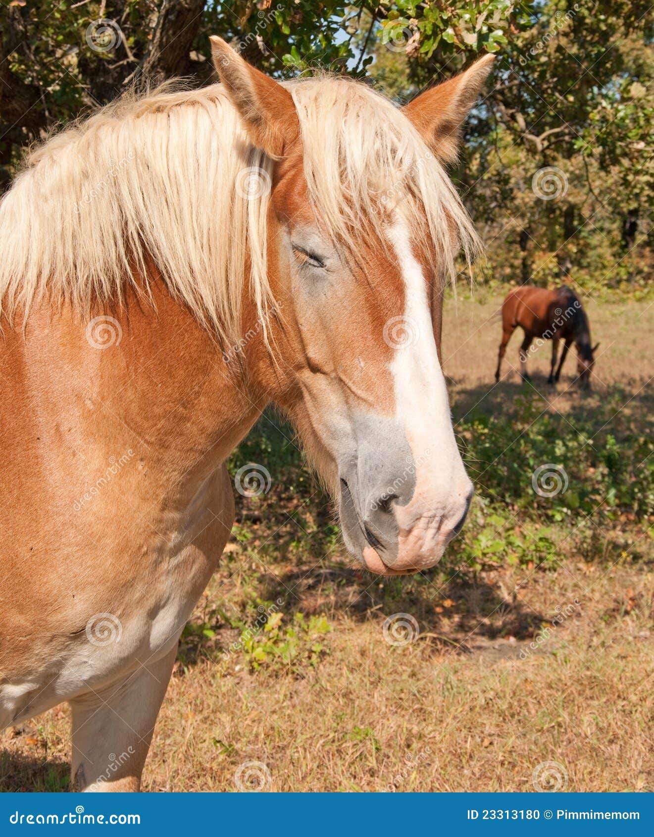Cheval De Trait Belge De Sommeil Photo stock - Image du jour, puissant ...
