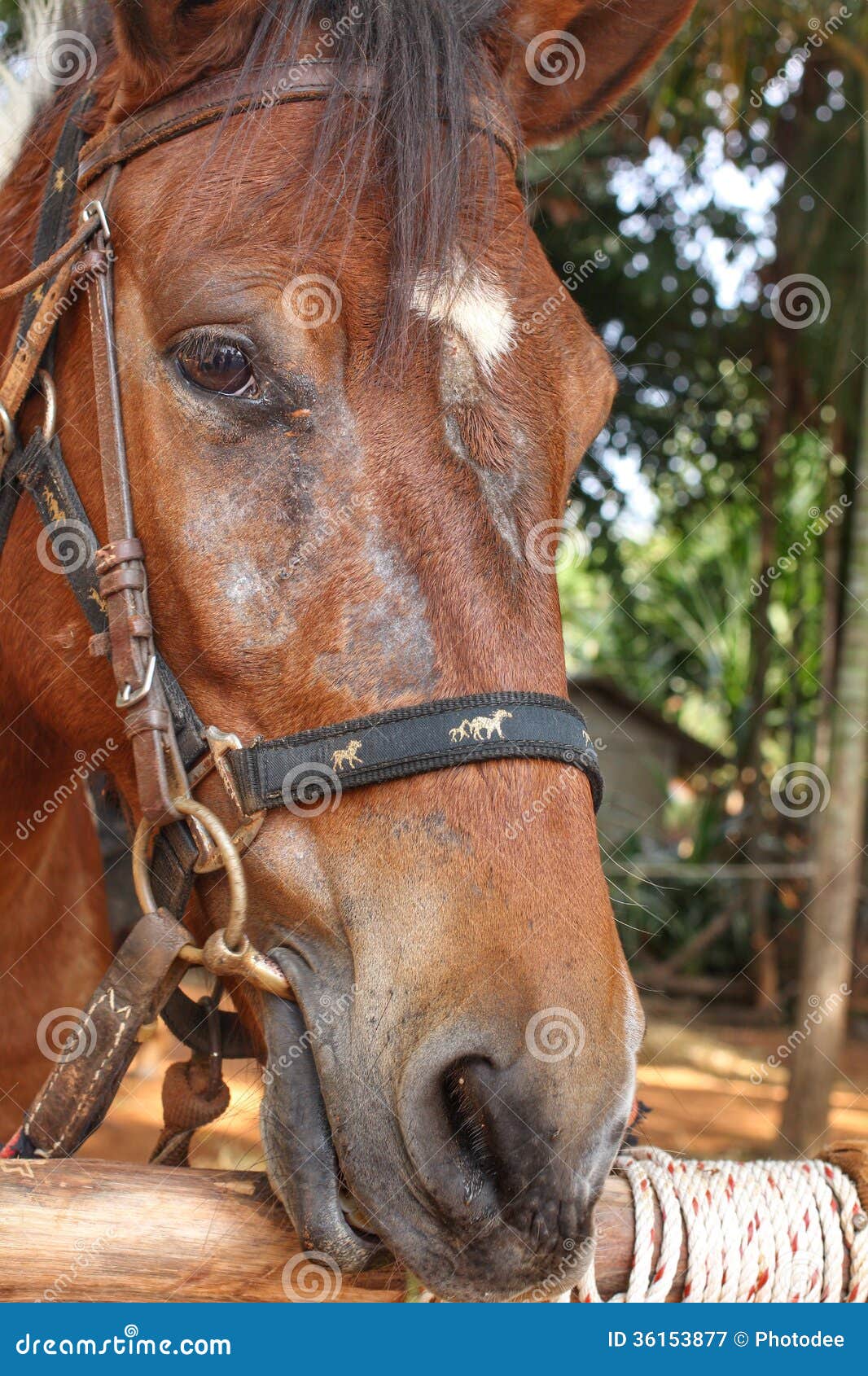 Cheval de visage image stock. Image du ferme, grand, équin - 36153877