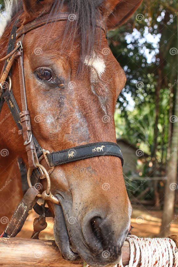 Cheval de visage image stock. Image du ferme, grand, équin - 36153877
