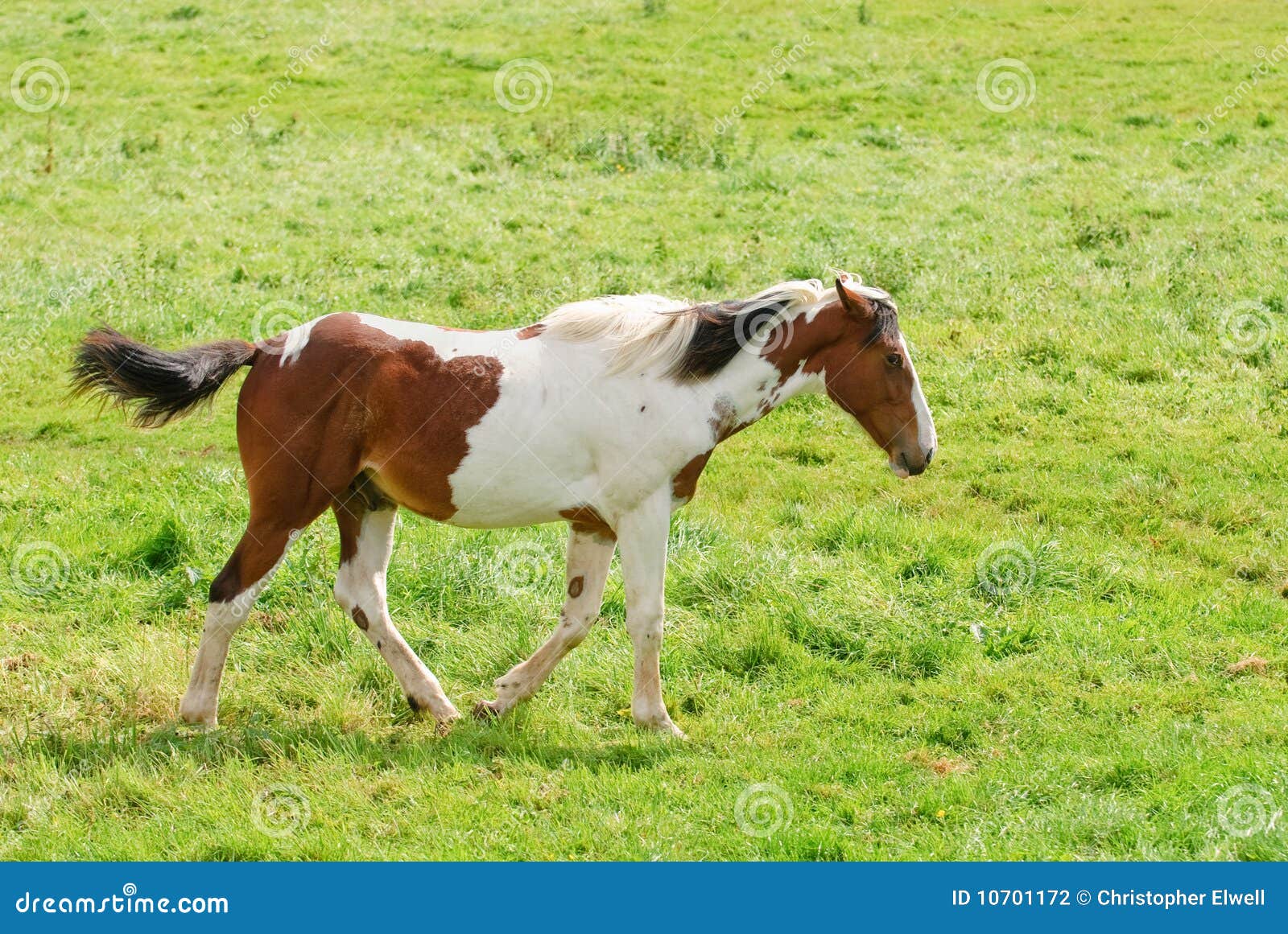 Cheval debout photo stock. Image du skewbald, nature - 10701172