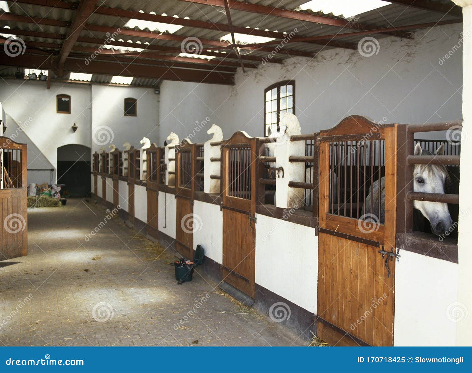 CHEVAL ECURIE stock image. Image of cheval, mammal, domestic - 170718425