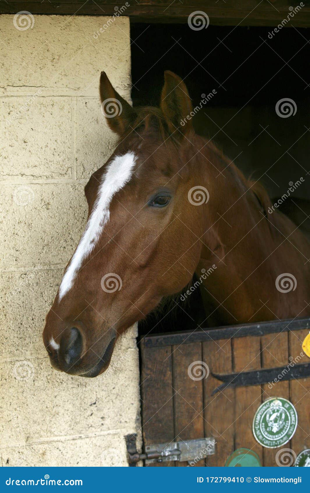 CHEVAL EN BOX stock photo. Image of equidae, three, outdoors - 172799410