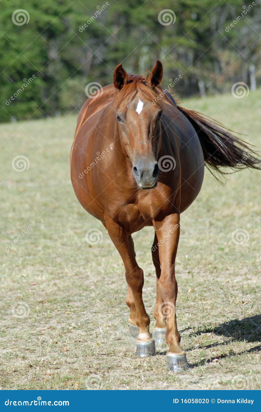 Cheval enceinte de jument photo stock. Image du marche - 16058020