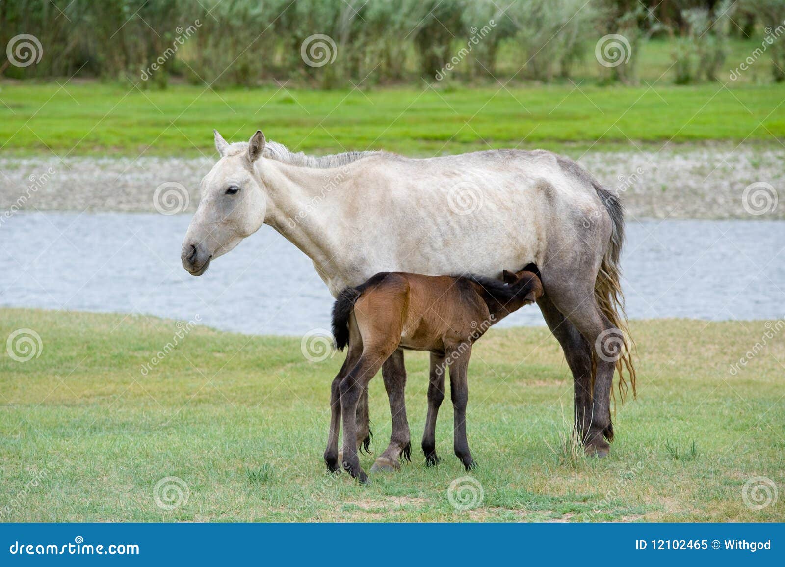 Cheval et poulain image stock. Image of secteur, animal - 12102465