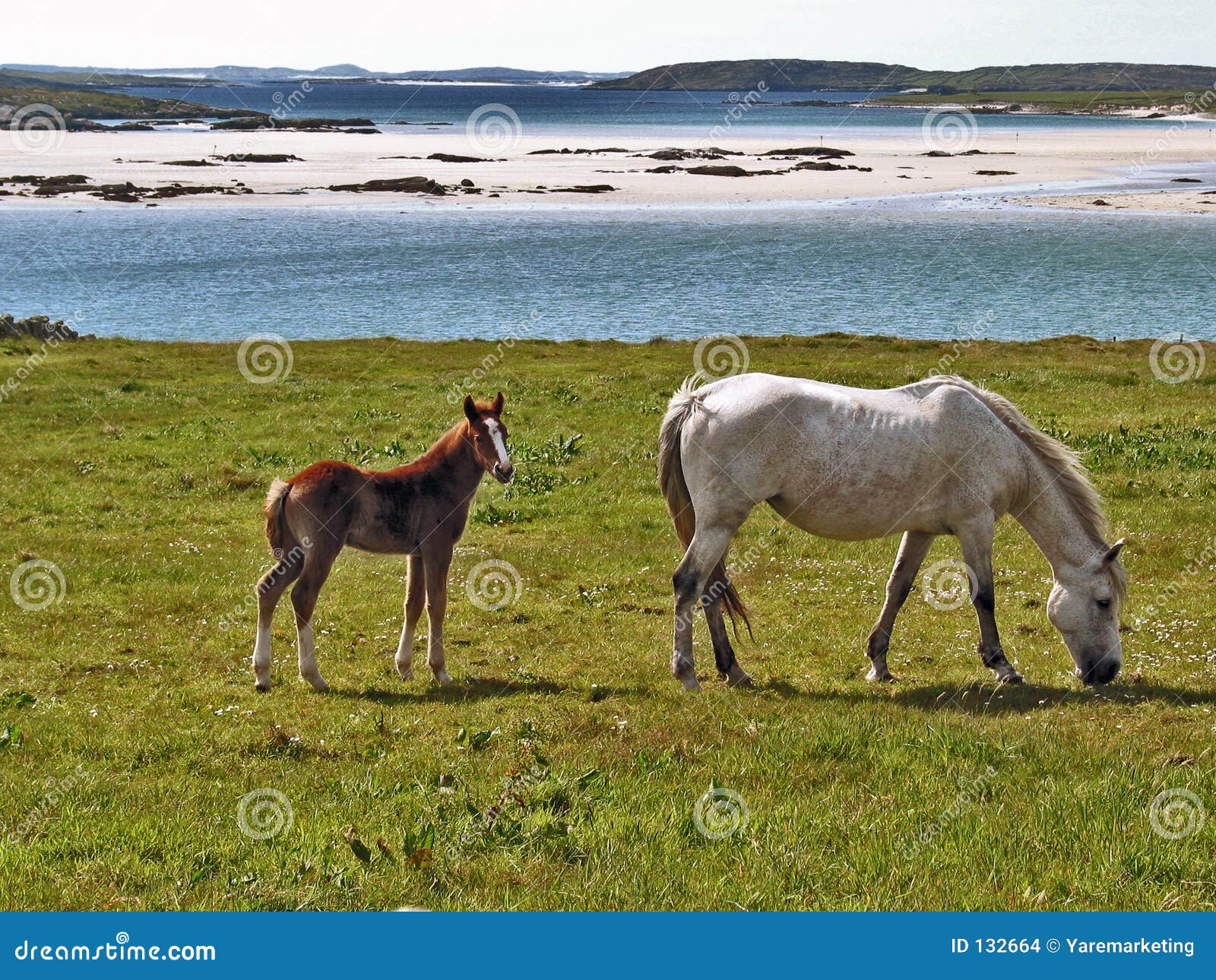 Cheval et poulain photo stock. Image du côtier, poulain - 132664